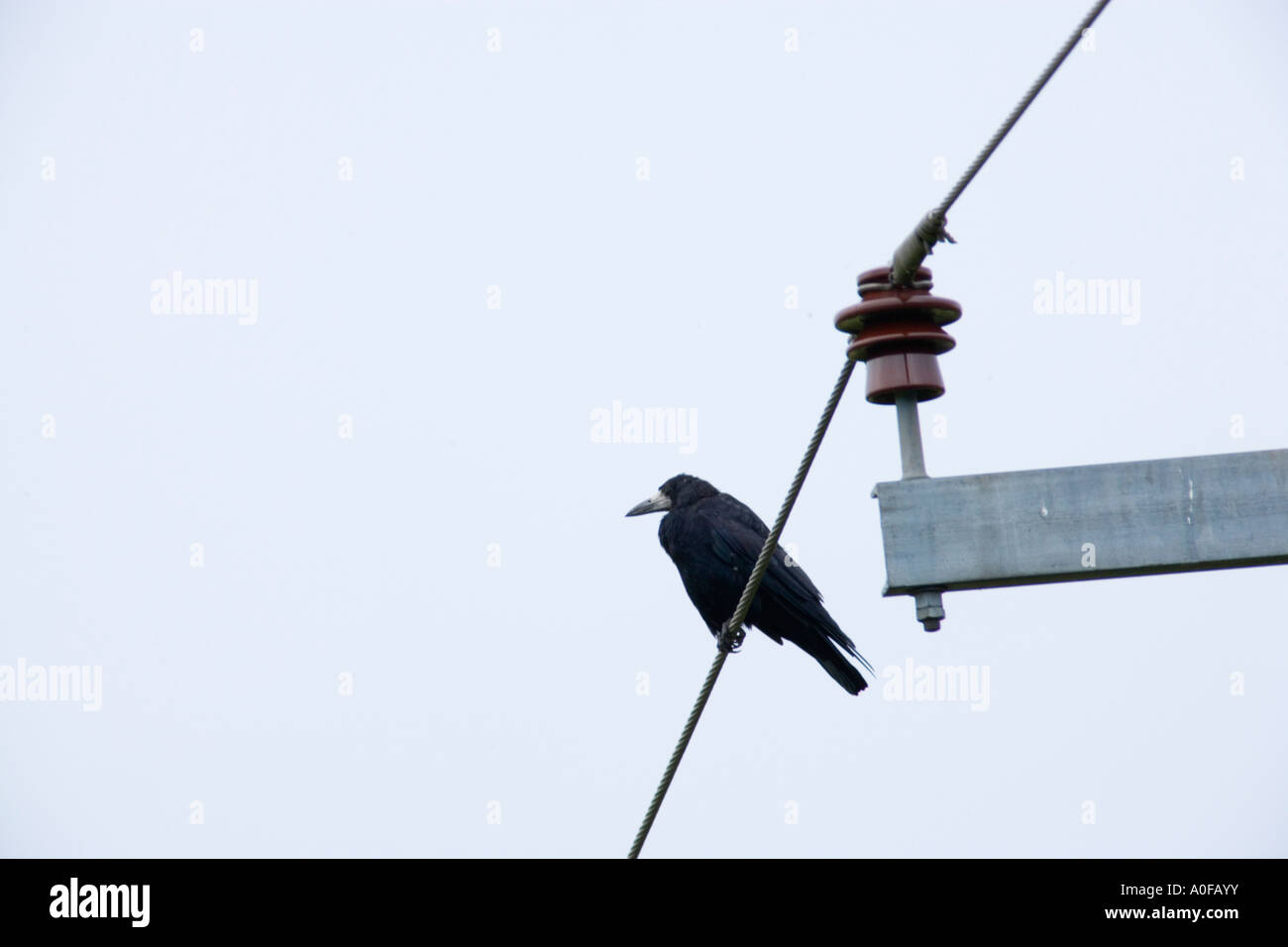 Crow on electricity wire hi-res stock photography and images - Alamy