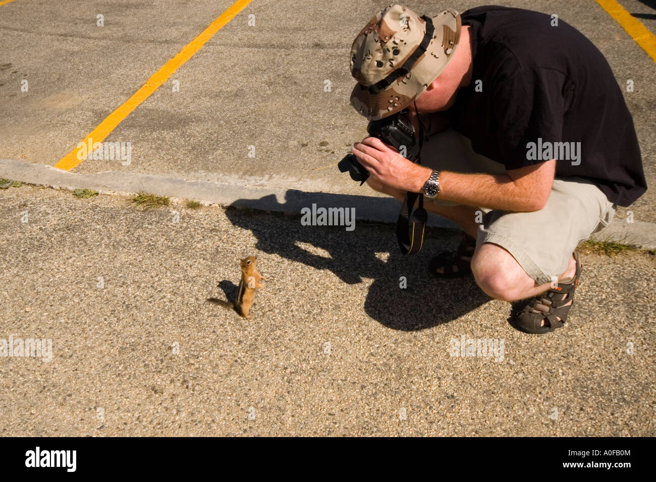 A common ground squirrel saying hello to a photographer Stock Photo - Alamy