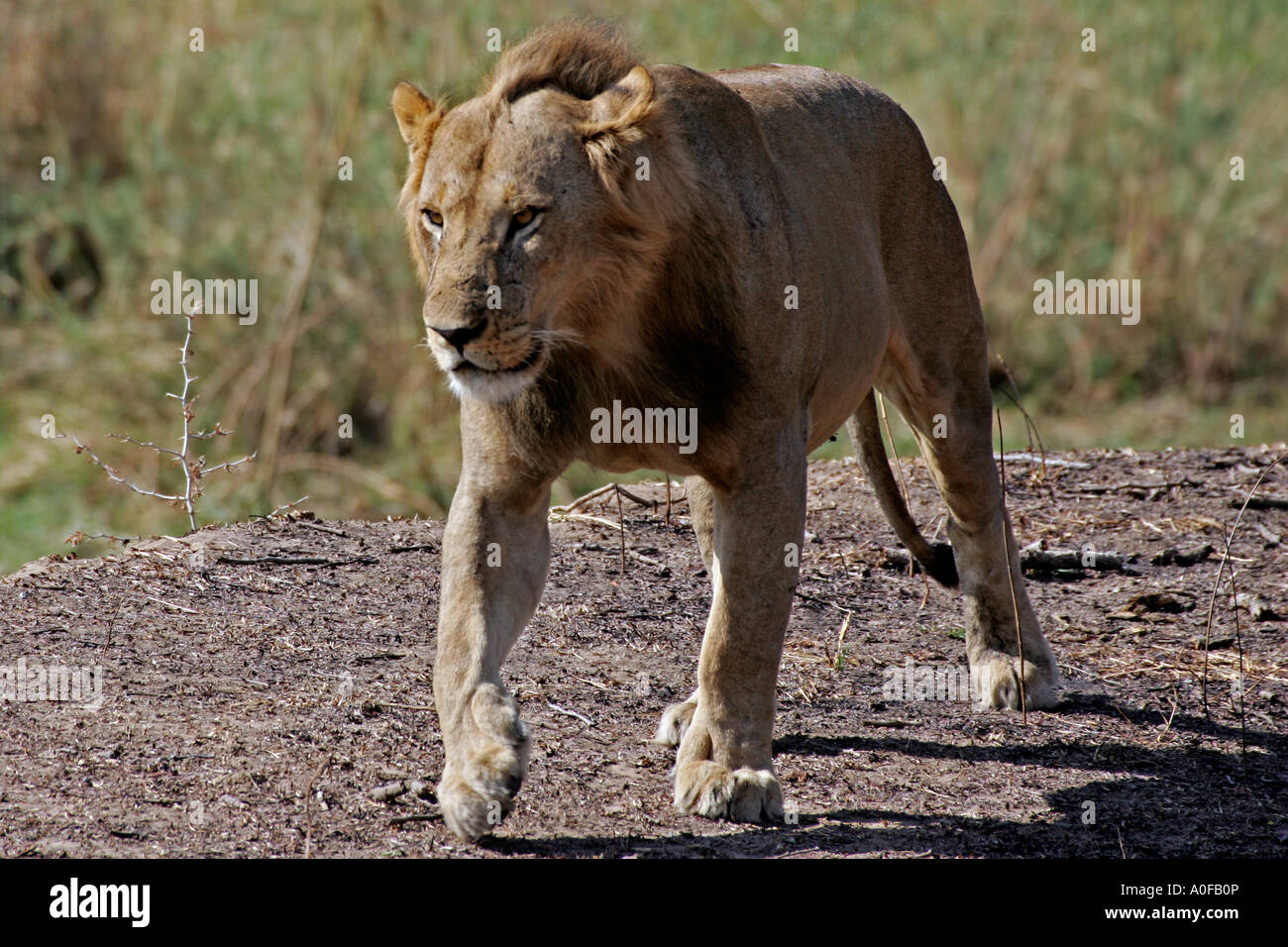 Ruaha National Park Tanzania lion on the prowl Stock Photo - Alamy