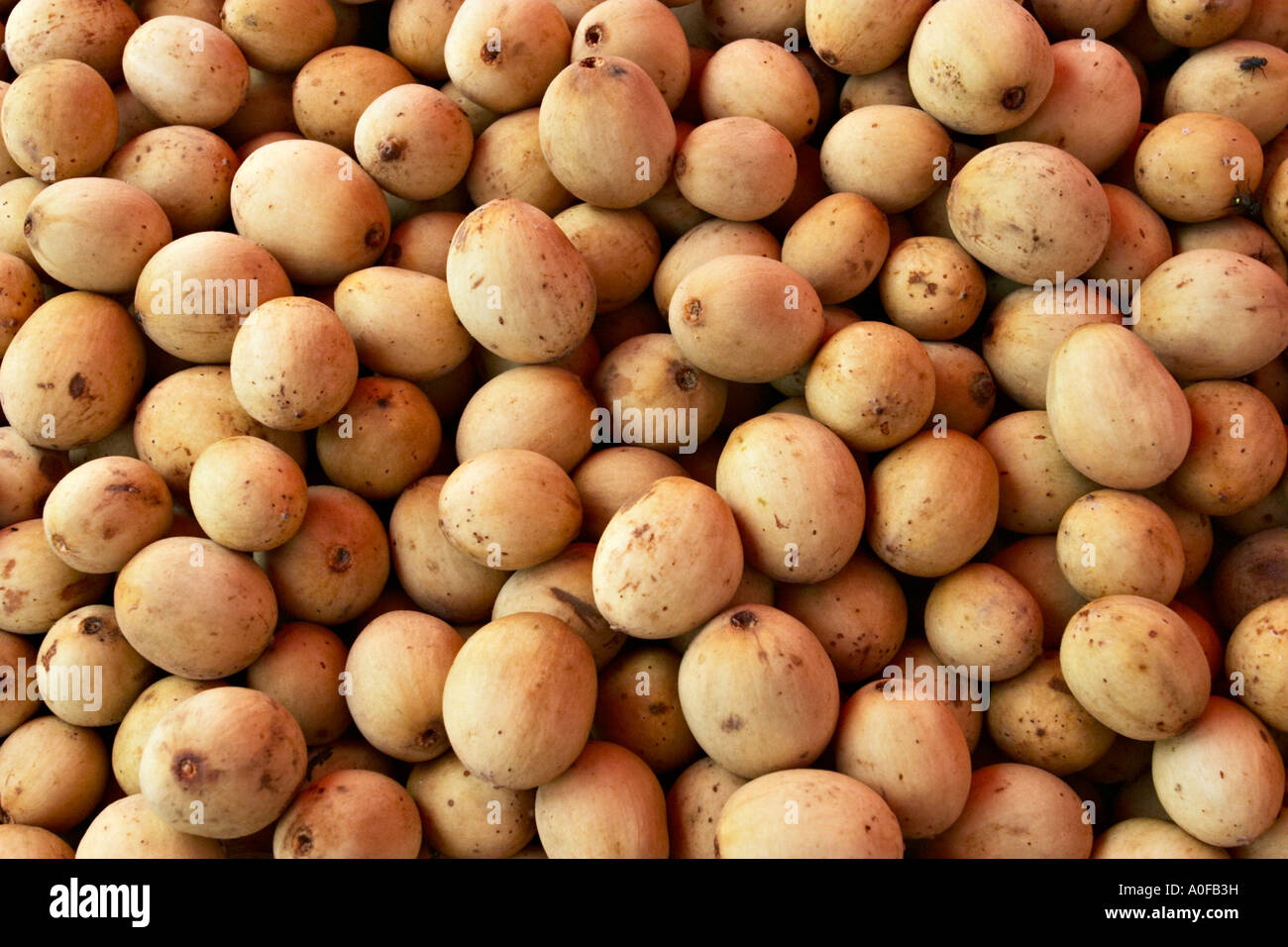 Duku langsat hi-res stock photography and images - Alamy