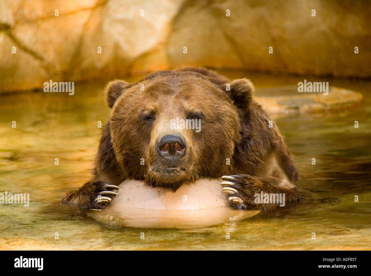 Head on view of a grizzly bear, Ursus arctos horribilis, resting its head on a floating ball in ...