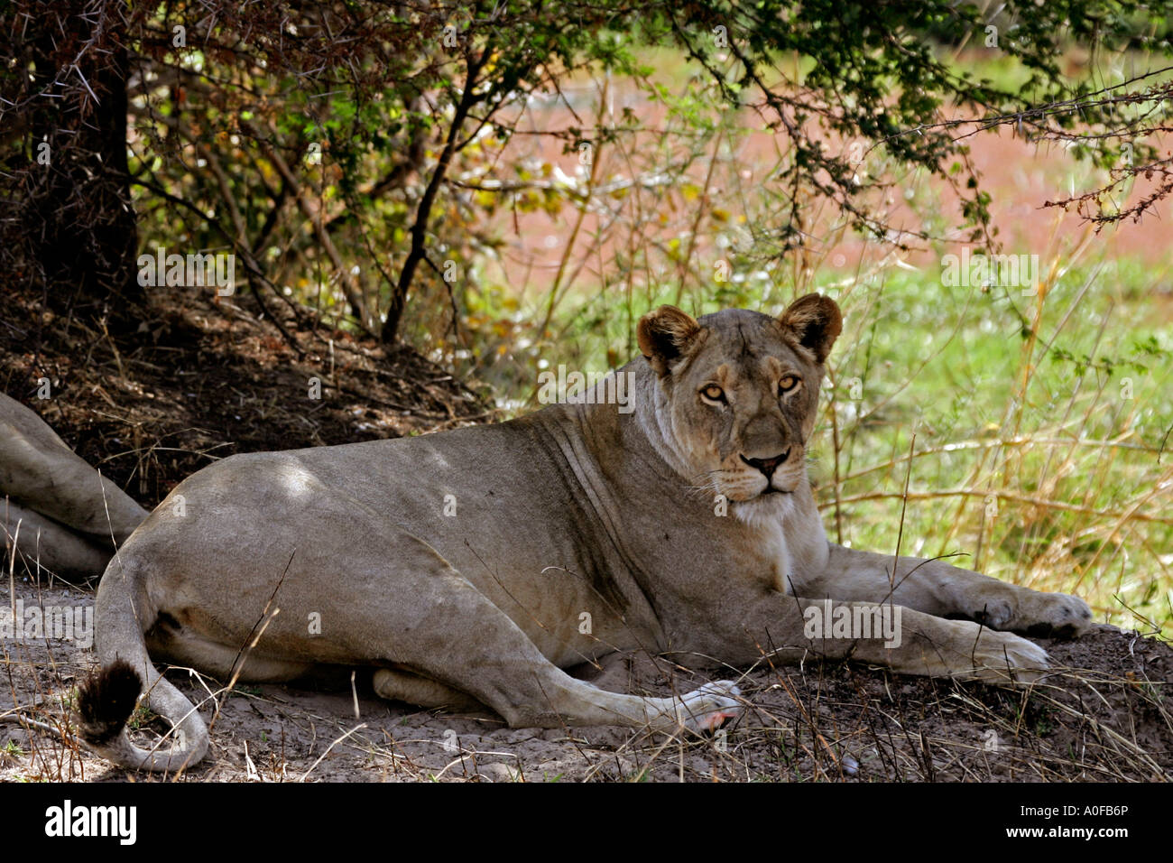 Lion in repose hi-res stock photography and images - Alamy