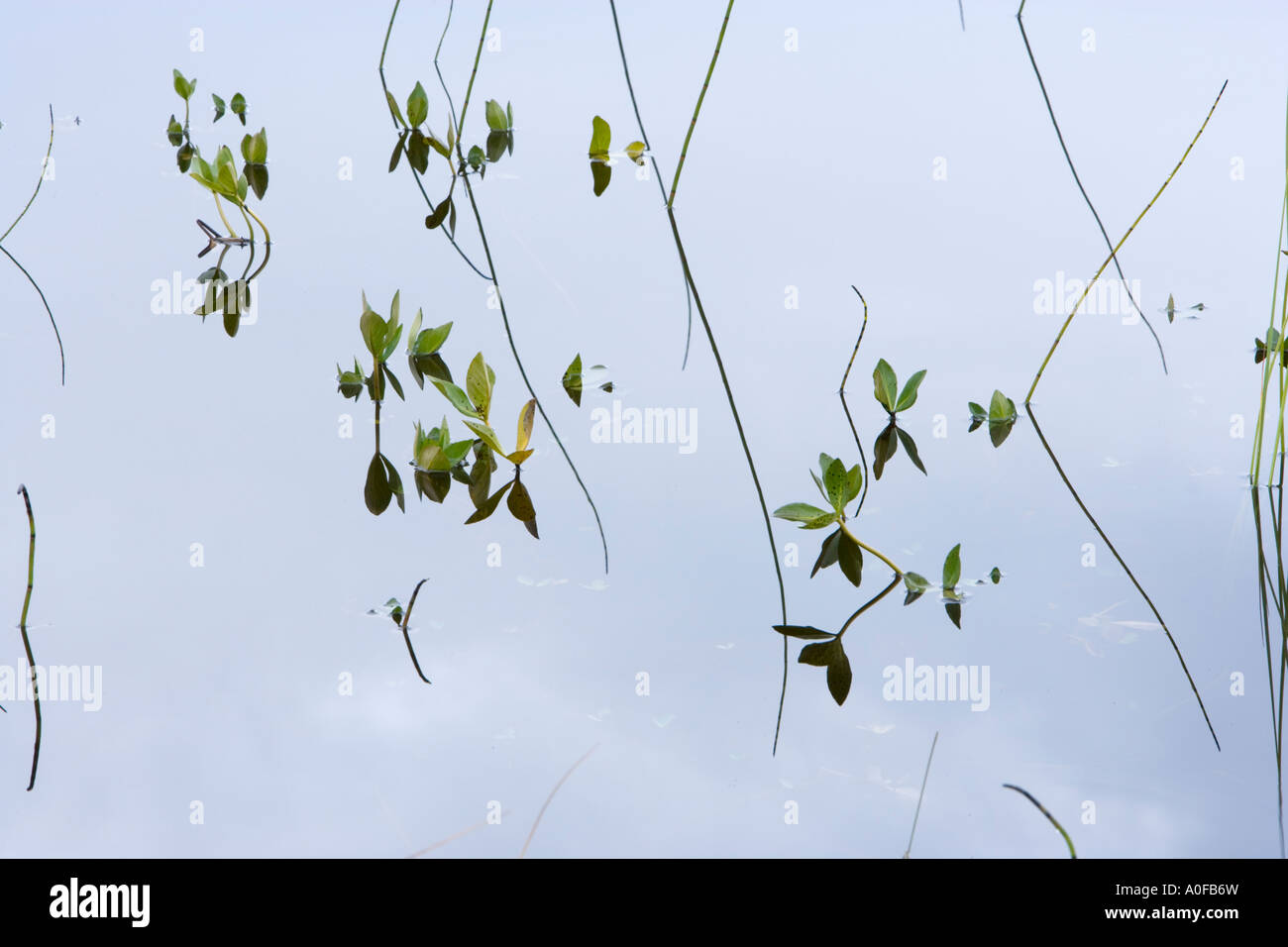 Bogbean growing in the lakes at Rannoch Moor Stock Photo - Alamy