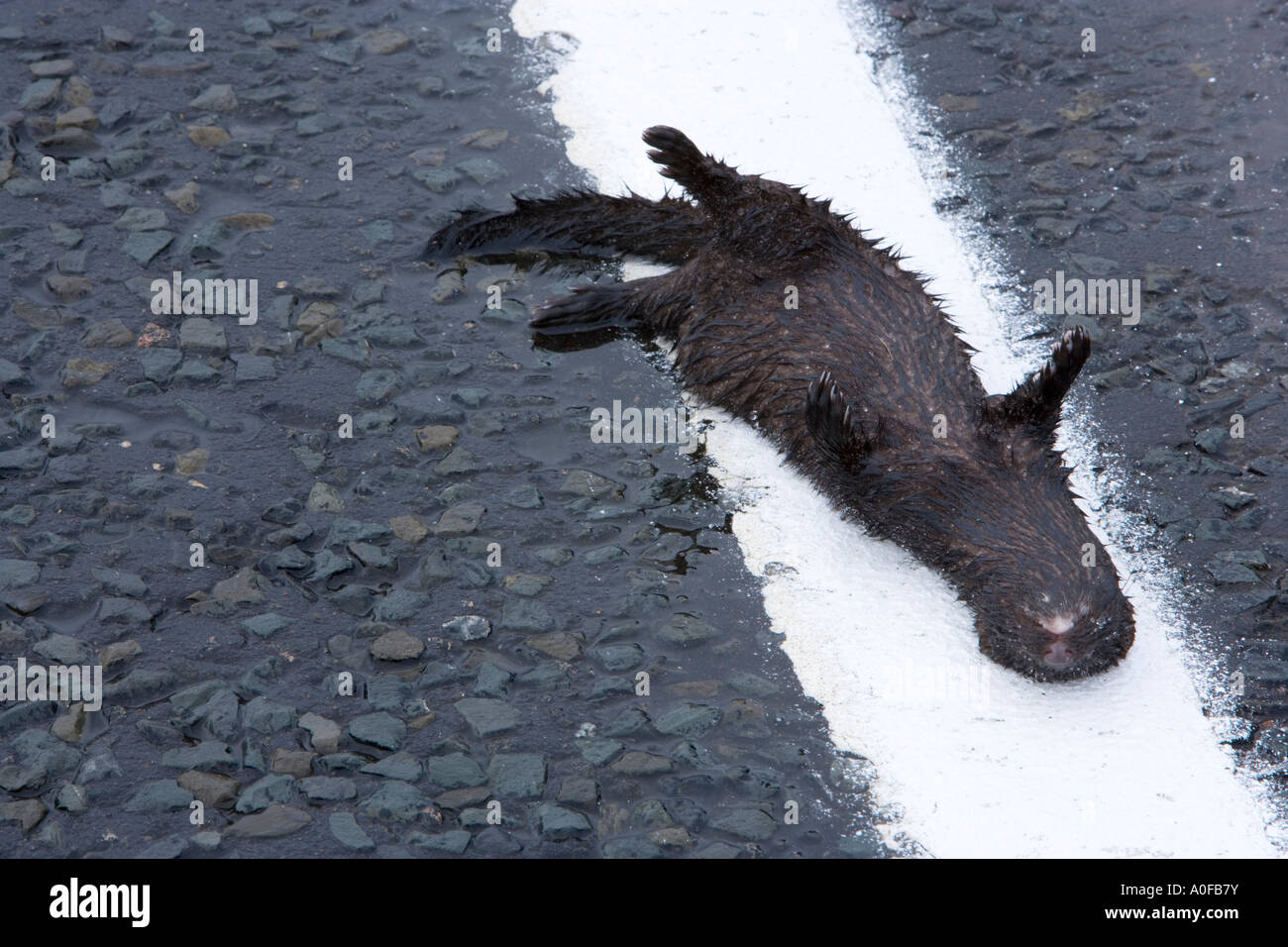 Introduced invasive American Mink dead on roadside as roadkill Stock ...