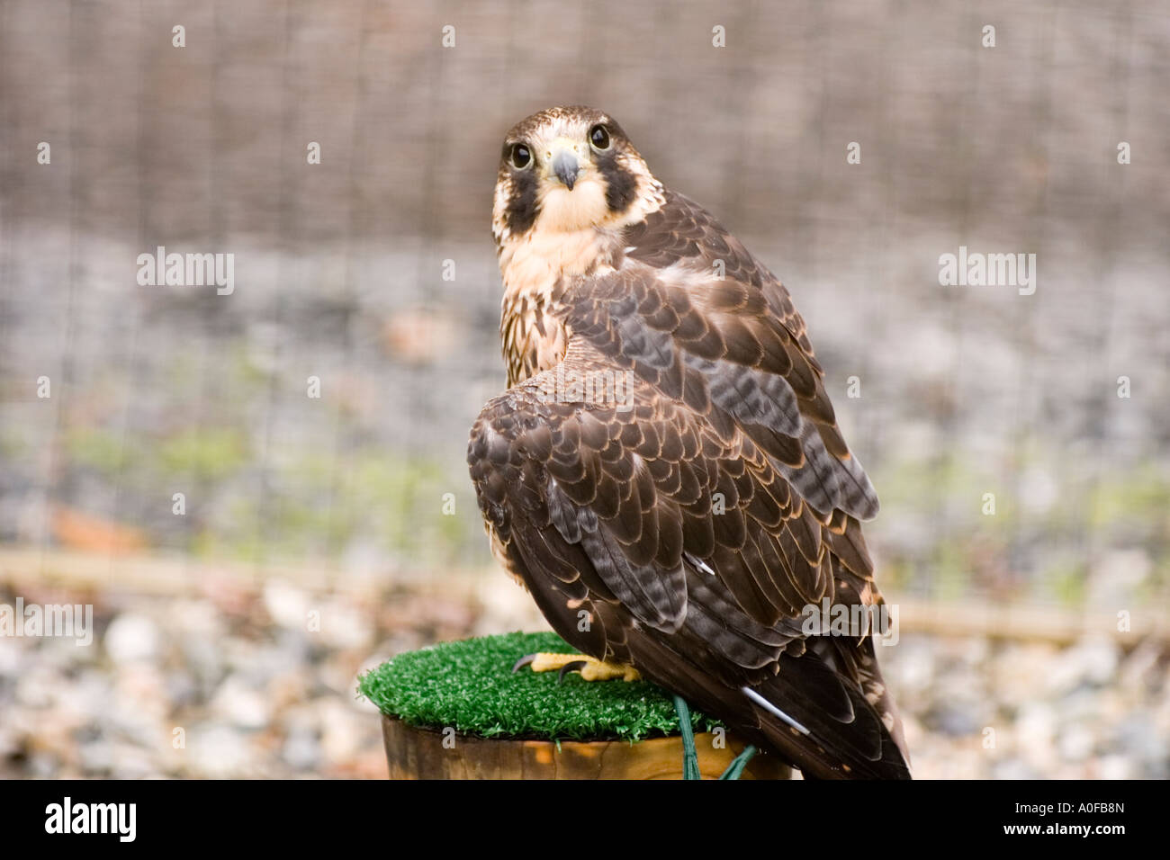 Alaska raptor center sitka hi-res stock photography and images - Alamy