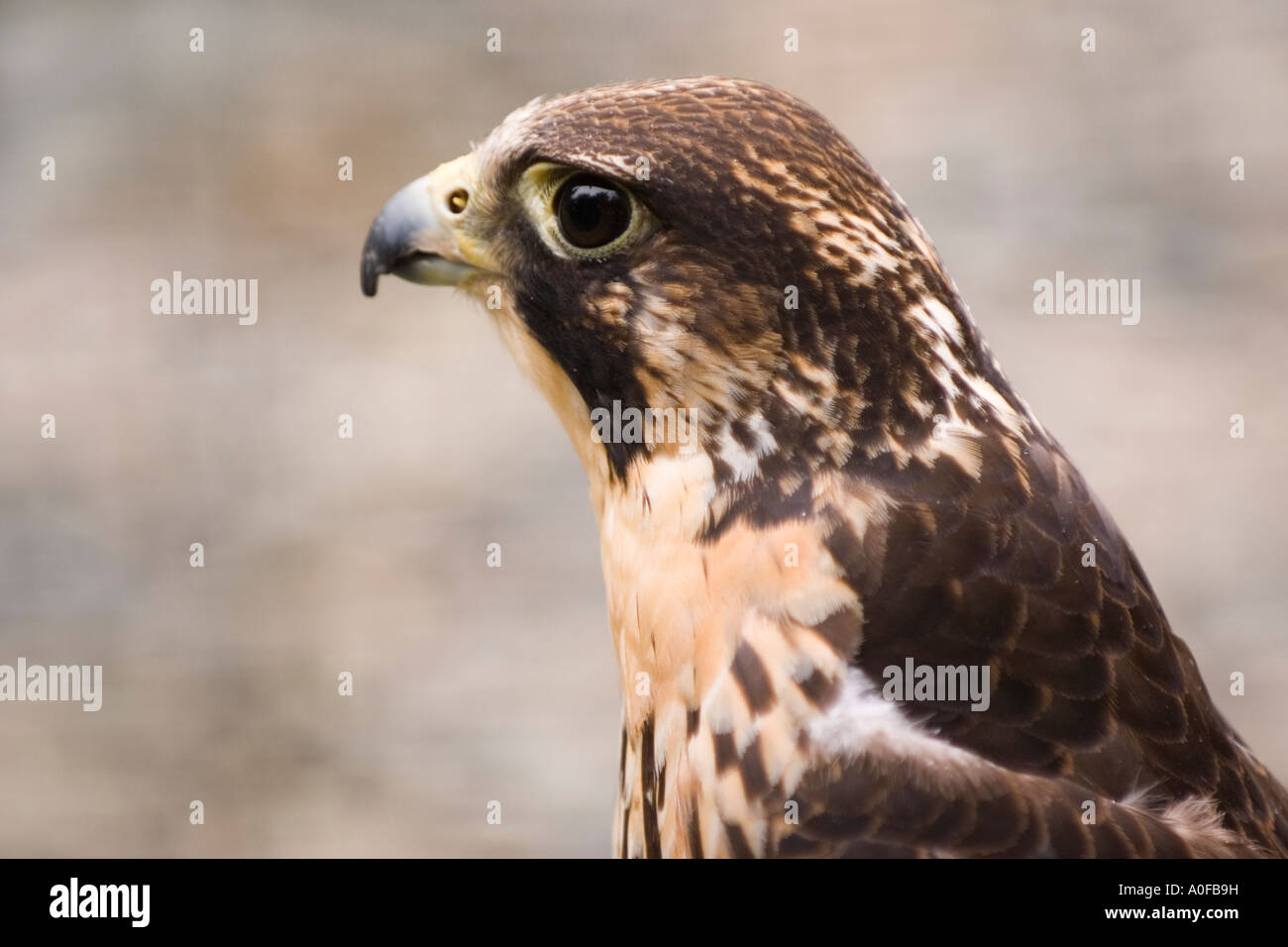 Alaska raptor center sitka hi-res stock photography and images - Alamy