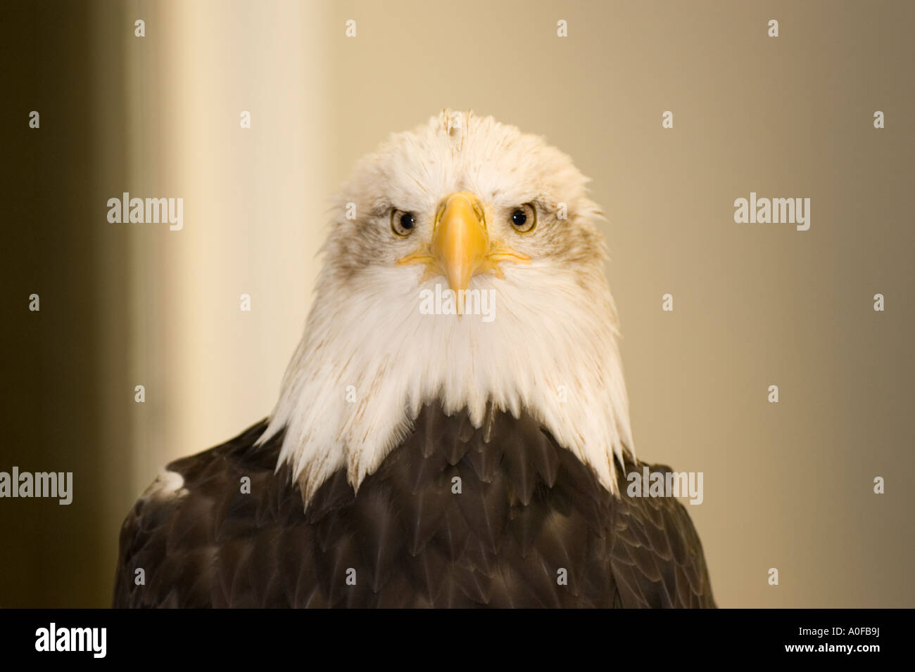 Close up headshot of a bald eagle rehabilitating at the Alaska Raptor ...