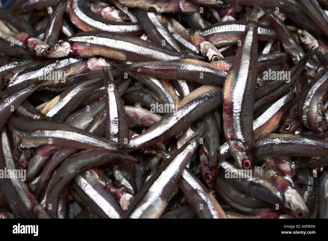 Engraulidae hi-res stock photography and images - Alamy