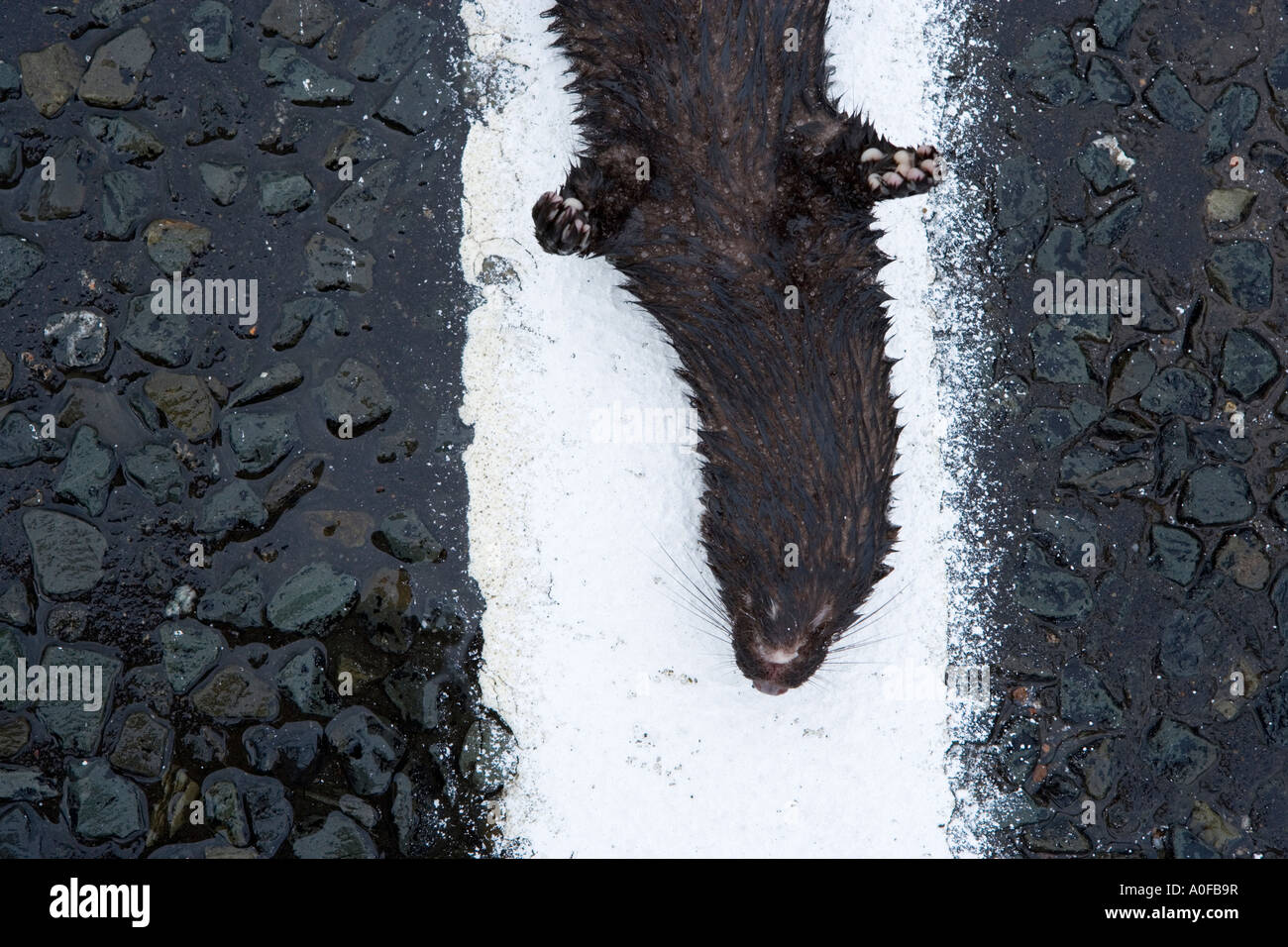 Introduced invasive American Mink dead on roadside as roadkill Stock ...