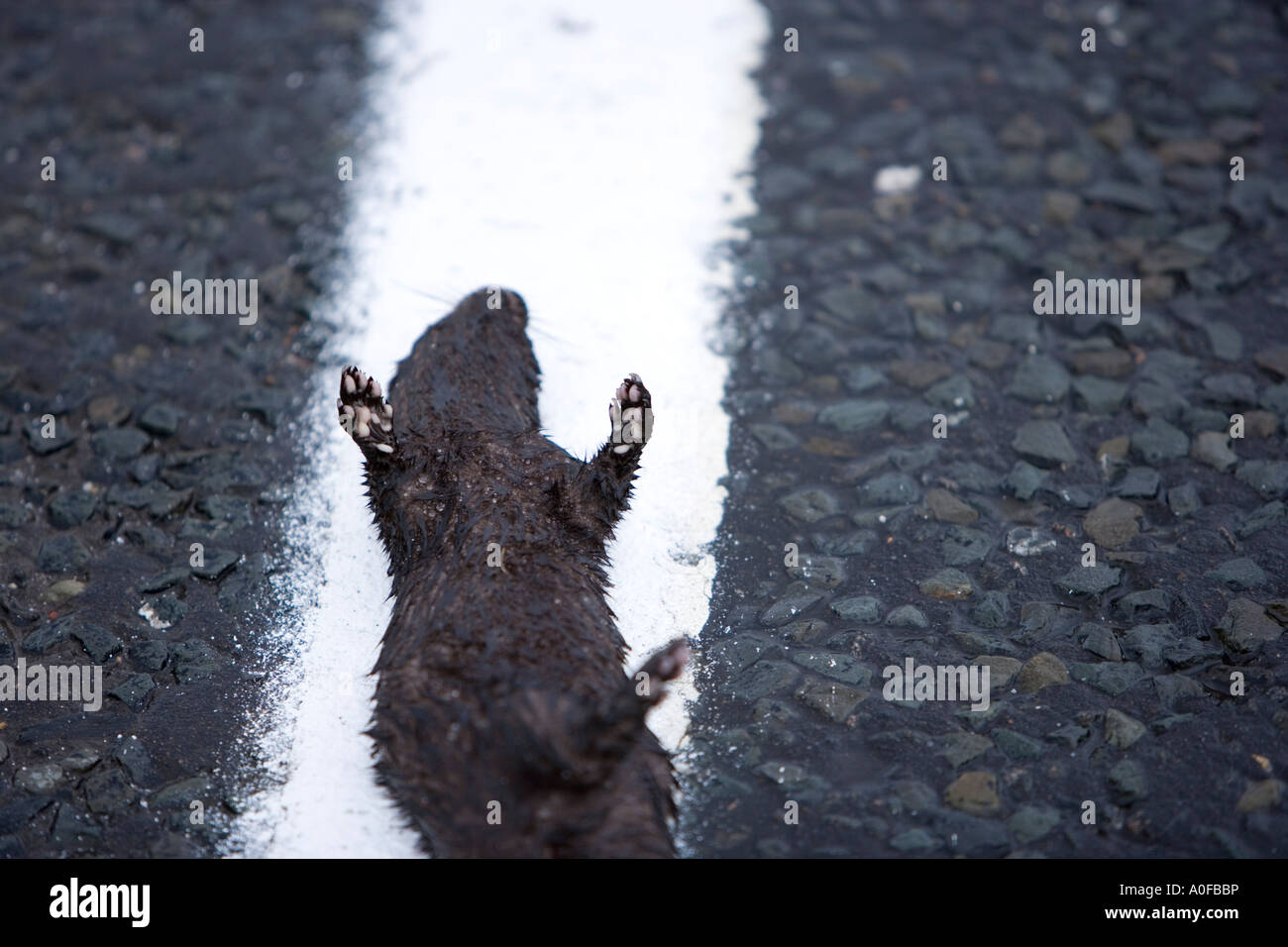 Pink mink hi-res stock photography and images - Alamy