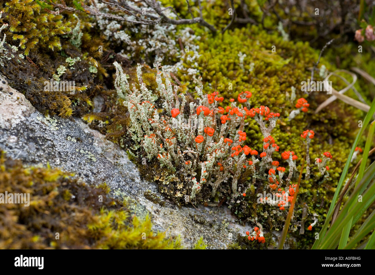 Lichen Cladonia bellidiflora growing on upland bogs in the Scottish ...