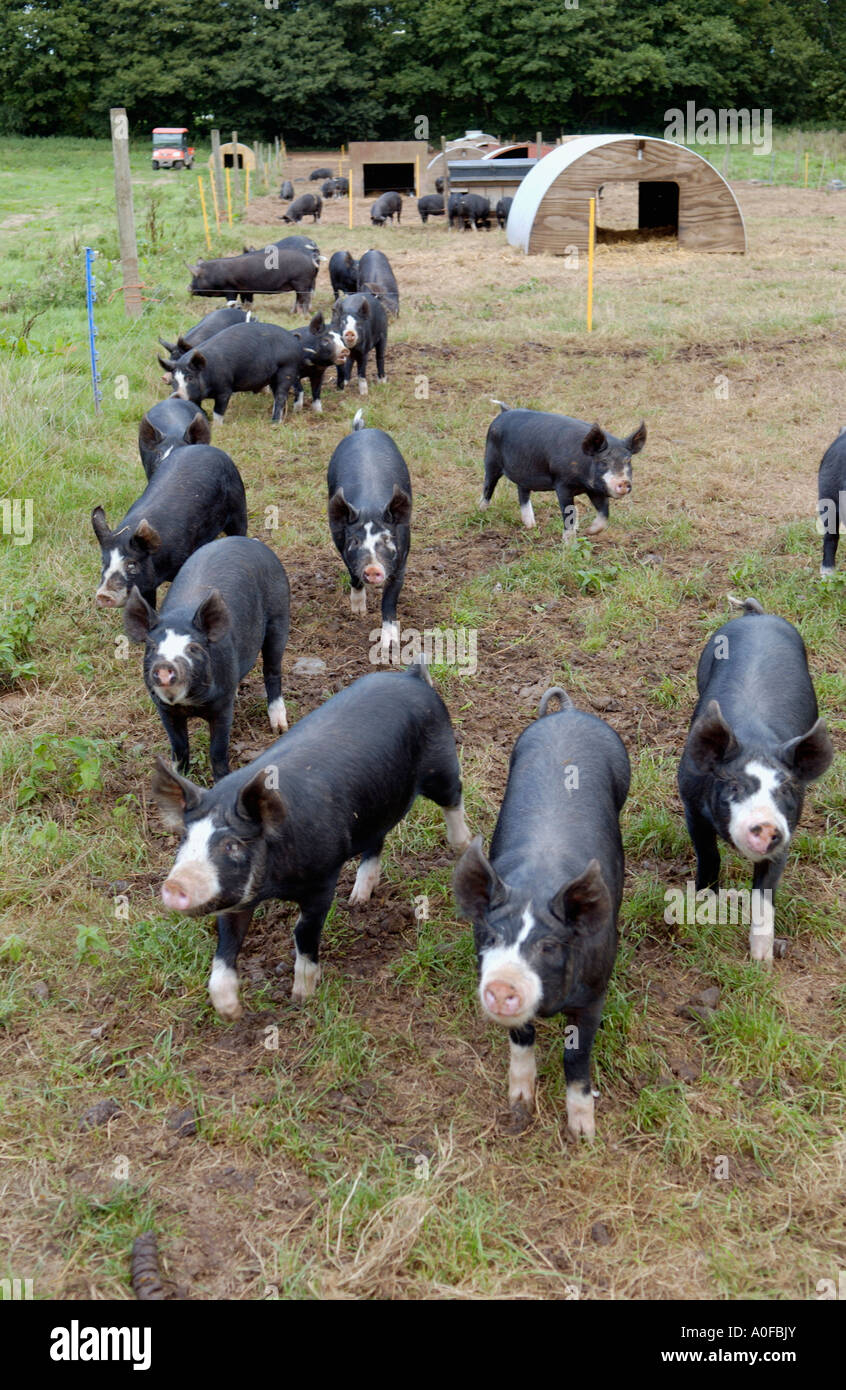 Berkshire free range pigs on farm at Richards Castle near Ludlow ...