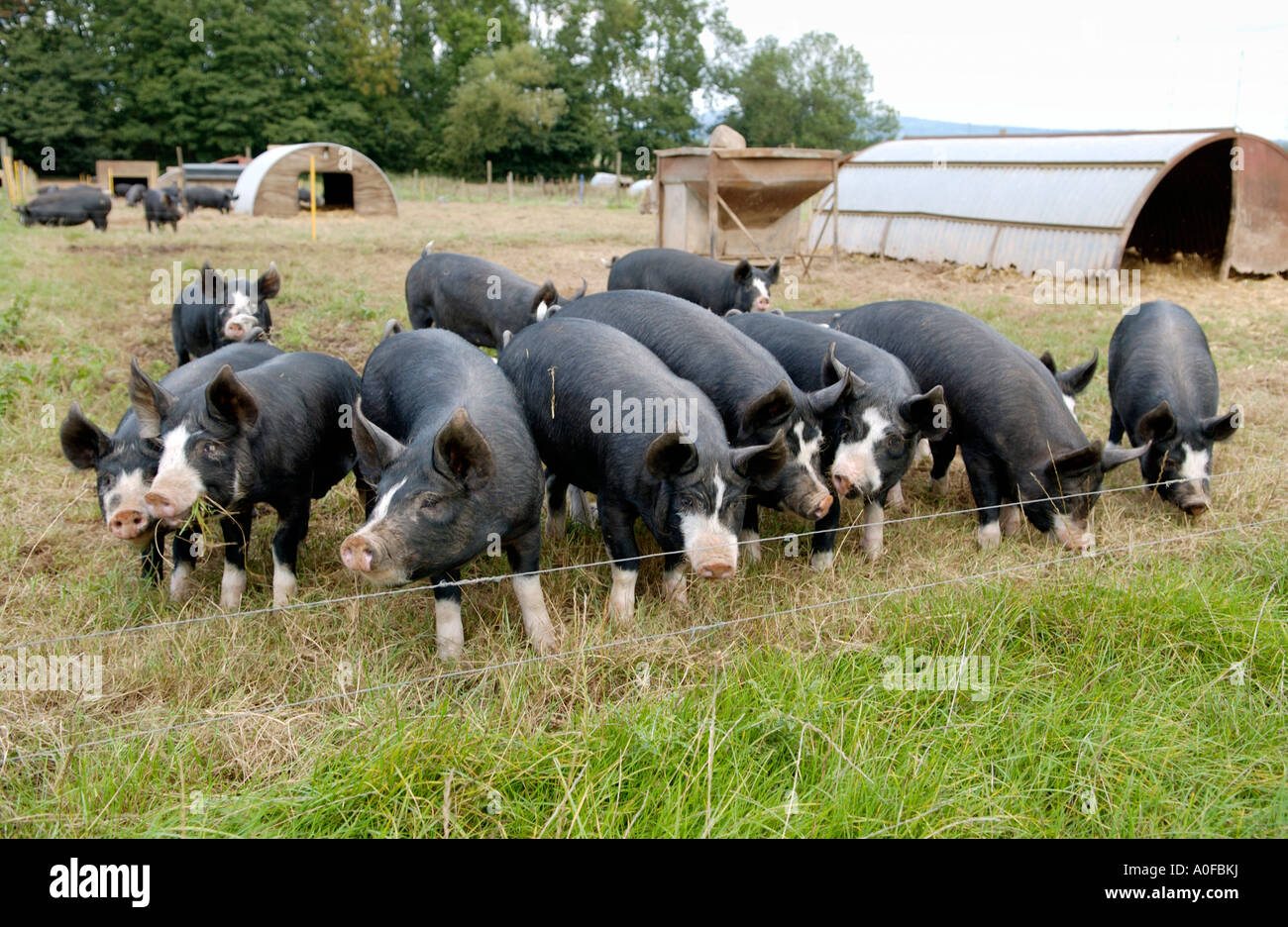 Berkshire free range pigs on farm at Richards Castle near Ludlow ...