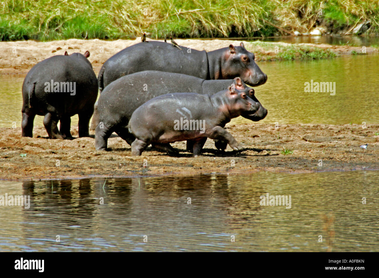 Ruaha National Park Tanzania Ruaha river + Hippos running Stock Photo ...