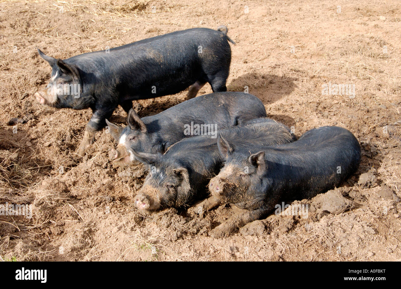 Berkshire free range pigs on farm at Richards Castle near Ludlow ...