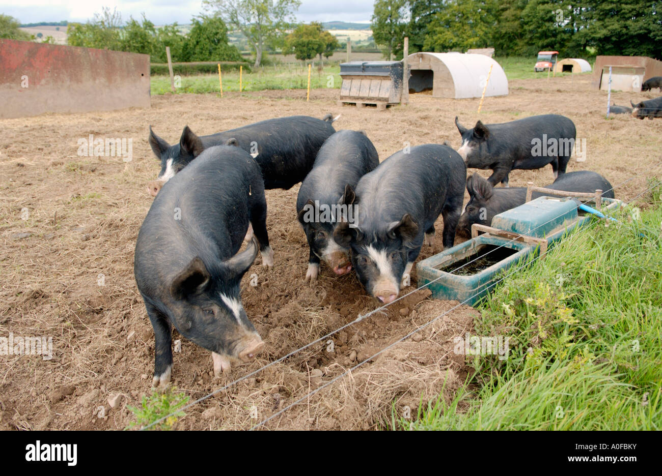 Berkshire free range pigs on a farm at Richards Castle near Ludlow ...