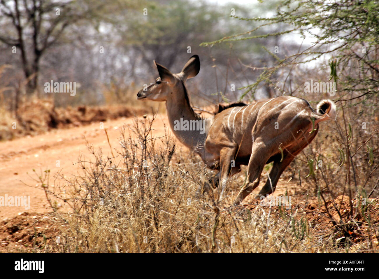 Jumping kudu High Resolution Stock Photography and Images - Alamy