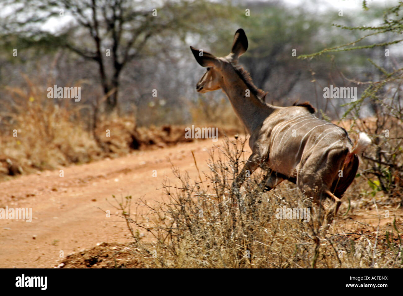 Jumping kudu High Resolution Stock Photography and Images - Alamy