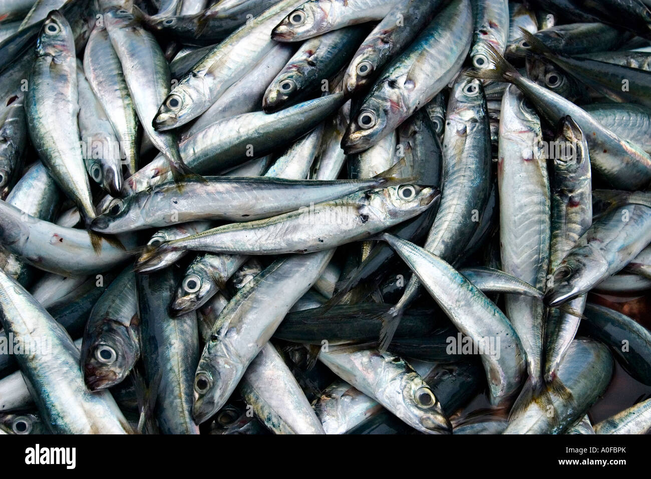 Pacific Mackerel (Scomber) fish for sale at Tomohon market, Sulawesi ...