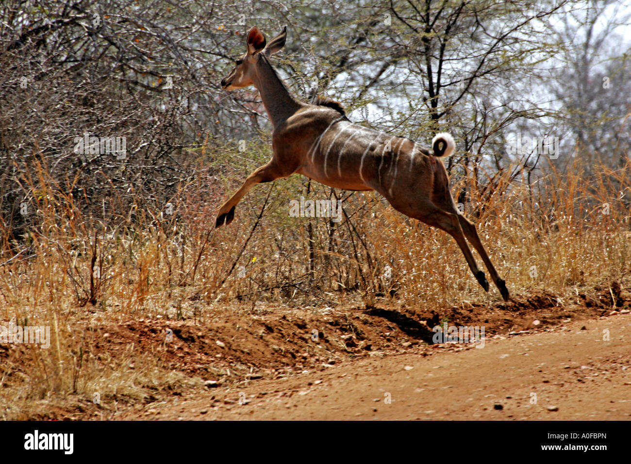 Greater kudu jump High Resolution Stock Photography and Images - Alamy