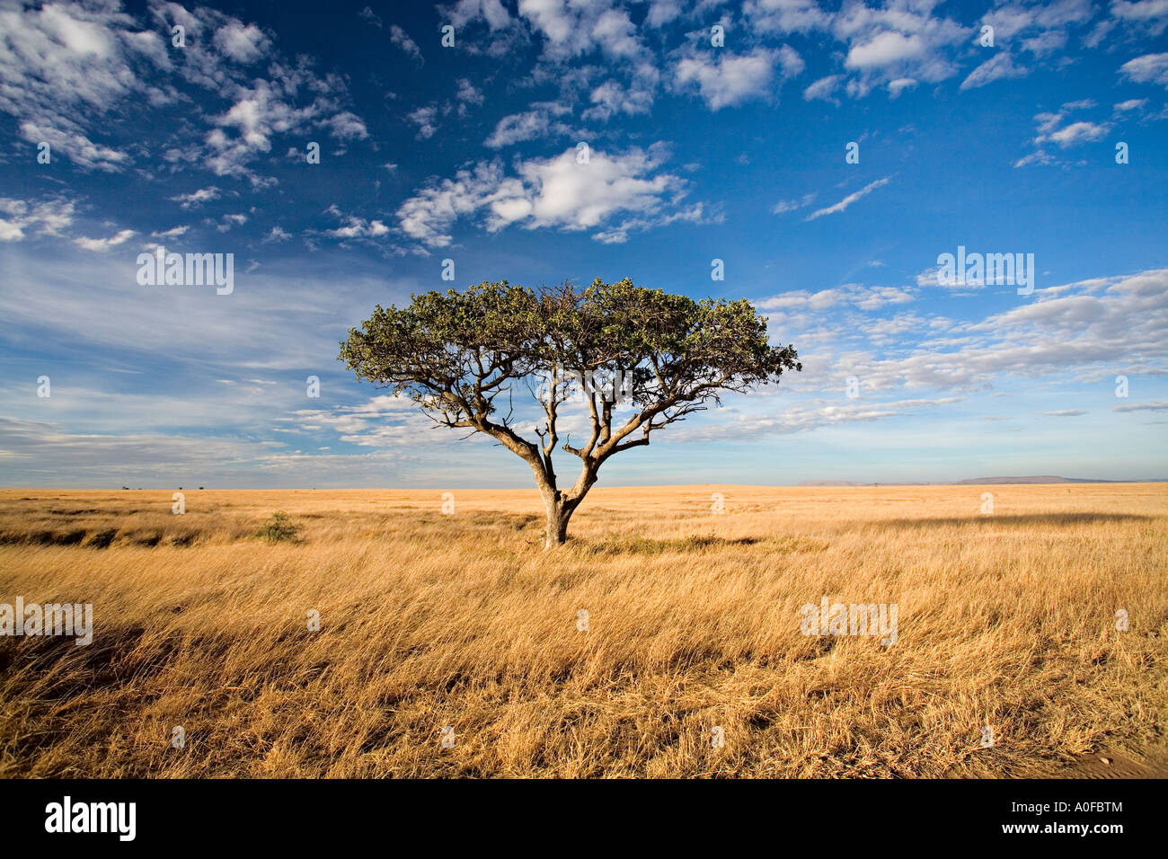 Acacia tree tanzania hi-res stock photography and images - Alamy