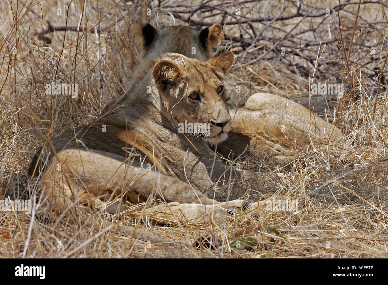 Two year old lion hi-res stock photography and images - Alamy