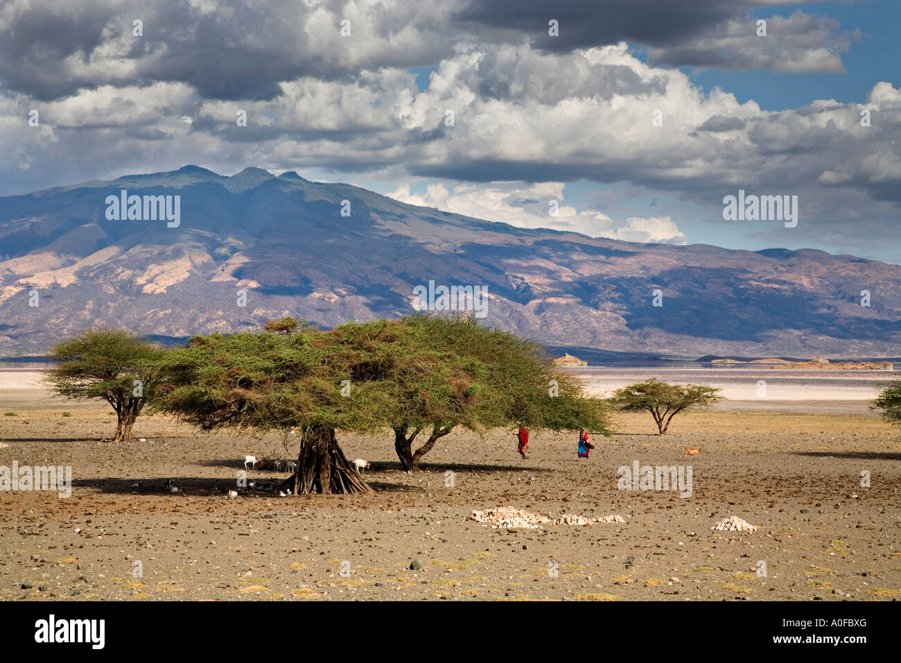 Mount Gelai seen from Lake Natron, Tanzania, Africa Stock Photo - Alamy