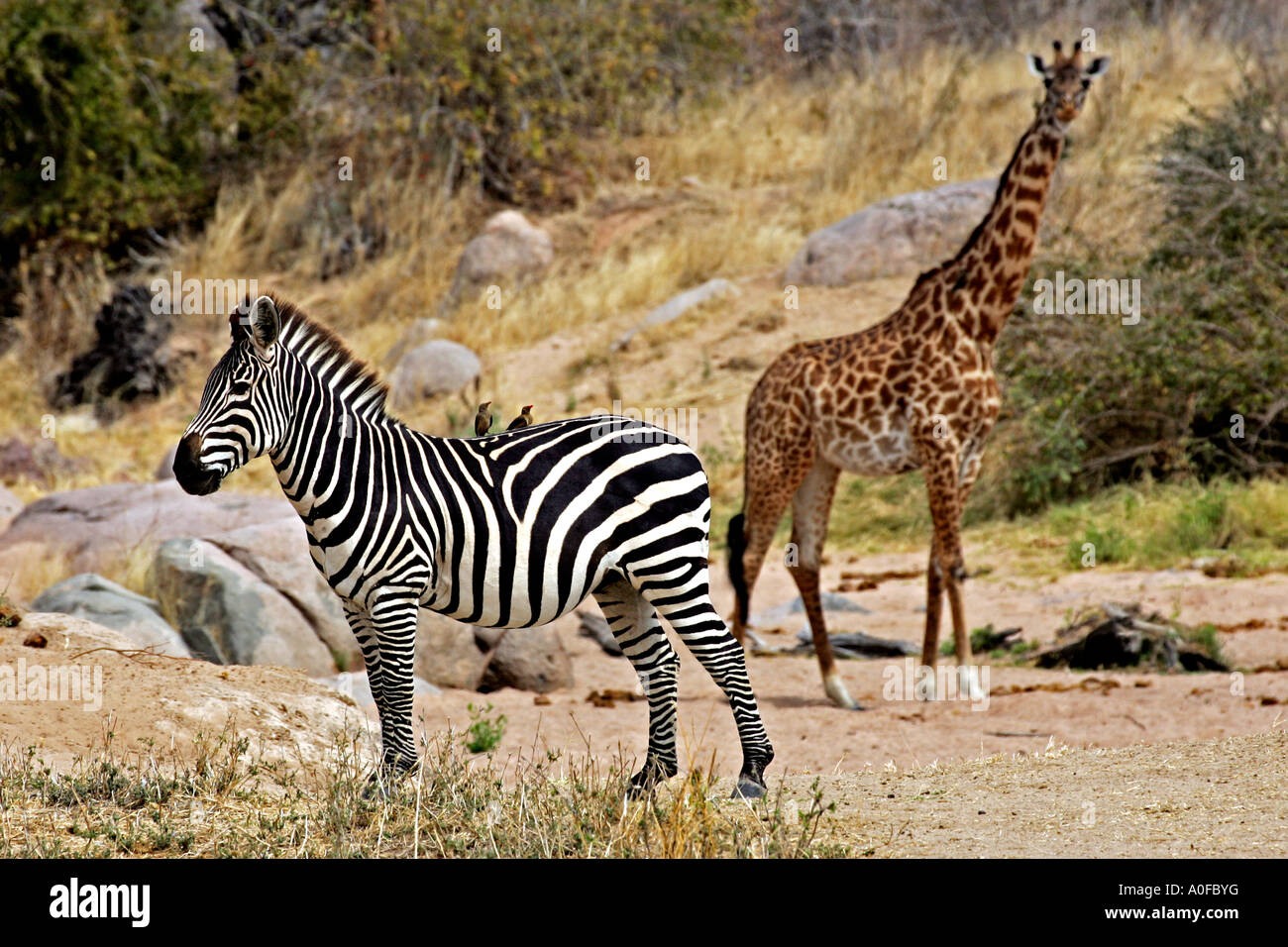 Zebra and giraffes in dry river bed hi-res stock photography and images ...