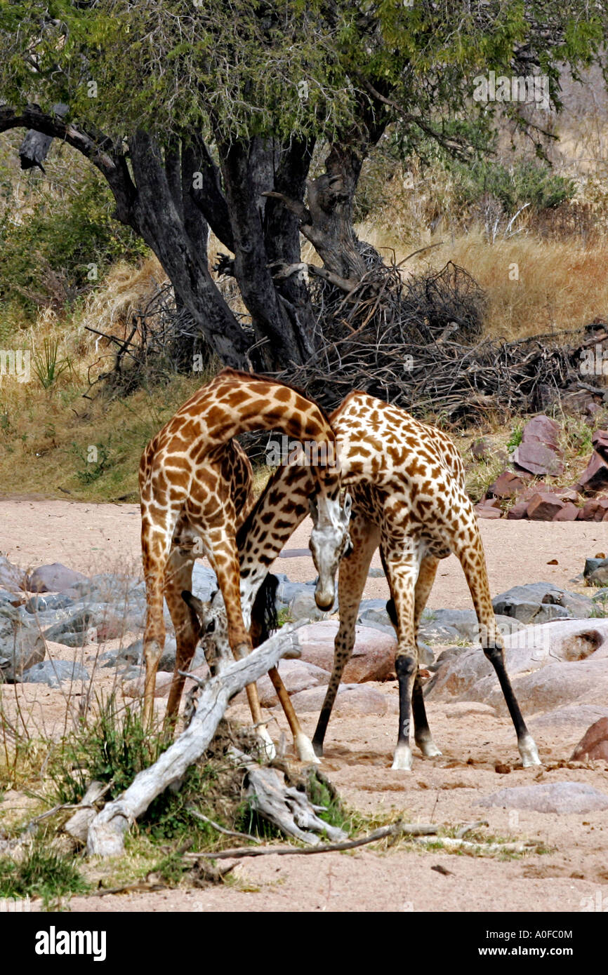 Ruaha National Park Tanzania male giraffes fighting Stock Photo - Alamy
