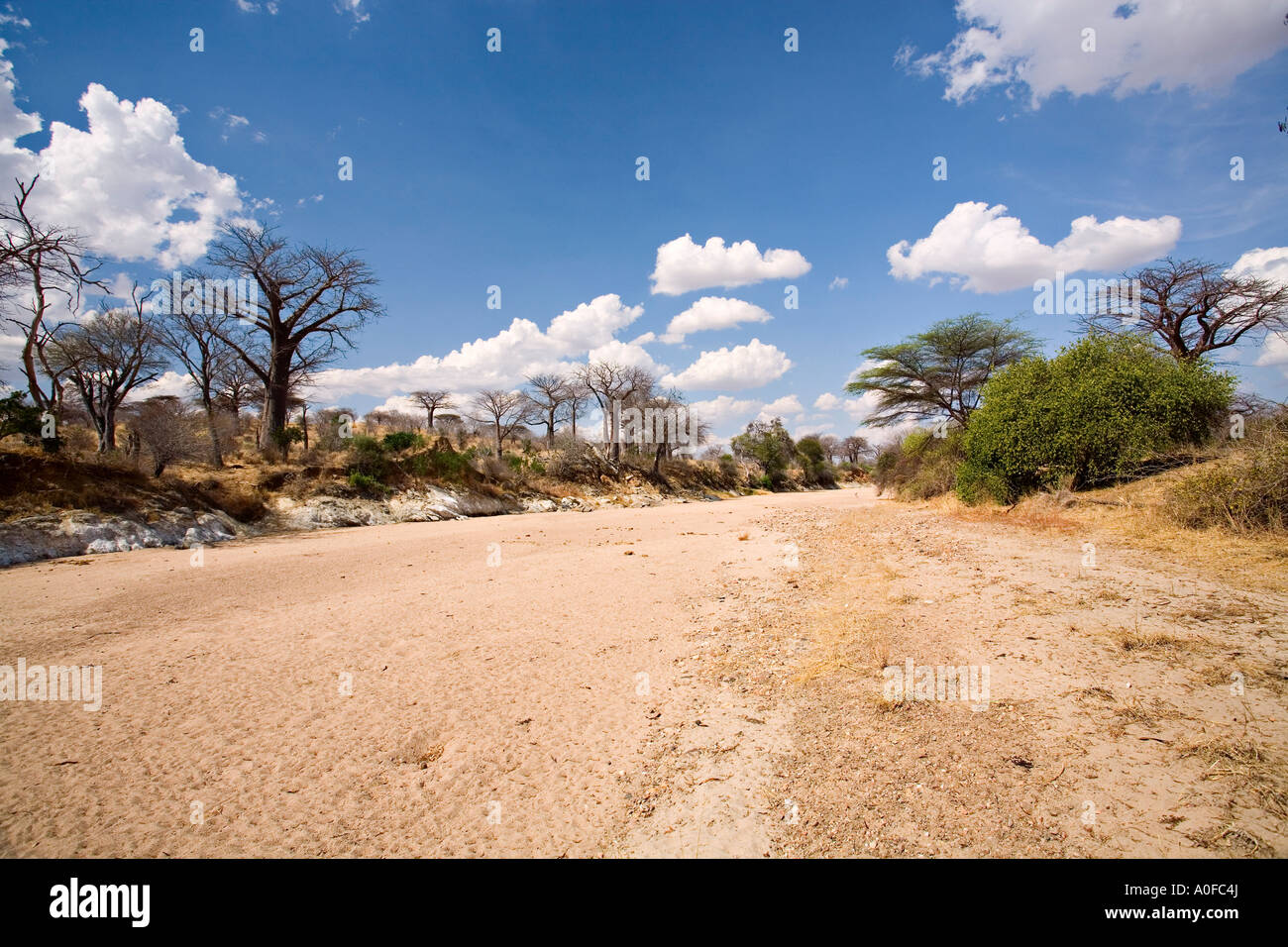 Dried out river in Ruaha National Park, Tanzania, Africa during the dry ...