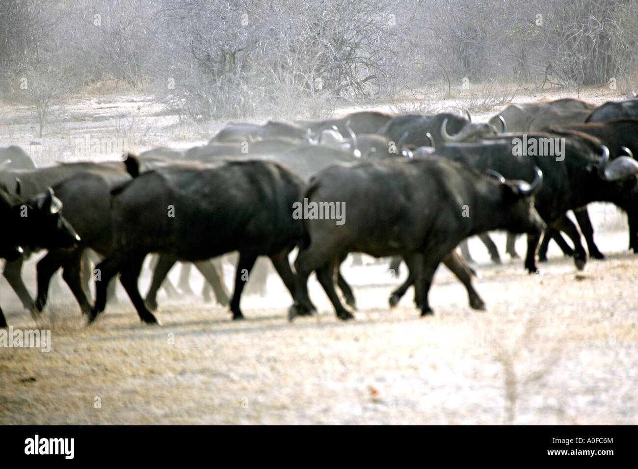 Charging buffalo africa hi-res stock photography and images - Alamy