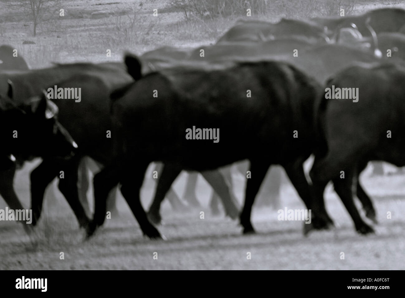Charging buffalo africa hi-res stock photography and images - Alamy