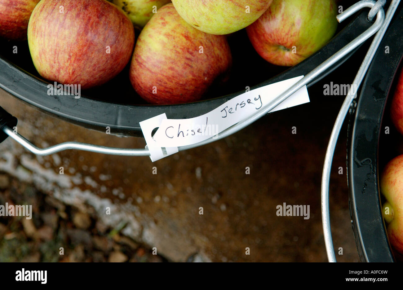 Jersey cider apples hi-res stock photography and images - Alamy