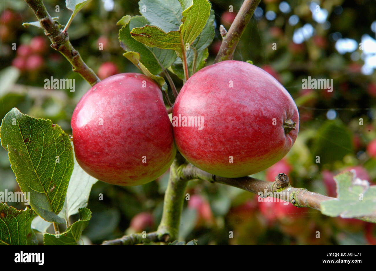 Hereford cider hi-res stock photography and images - Alamy