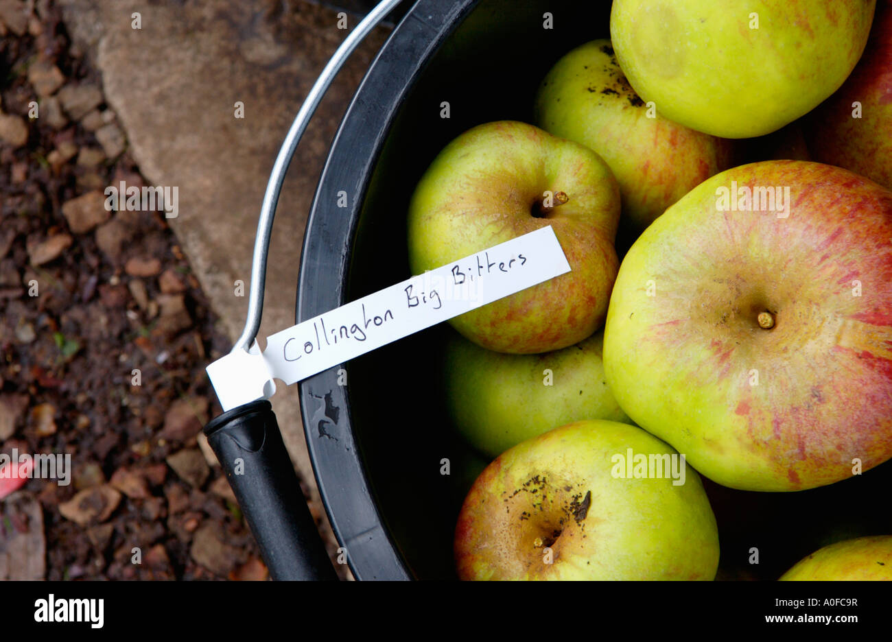 Cider making hereford hi-res stock photography and images - Alamy