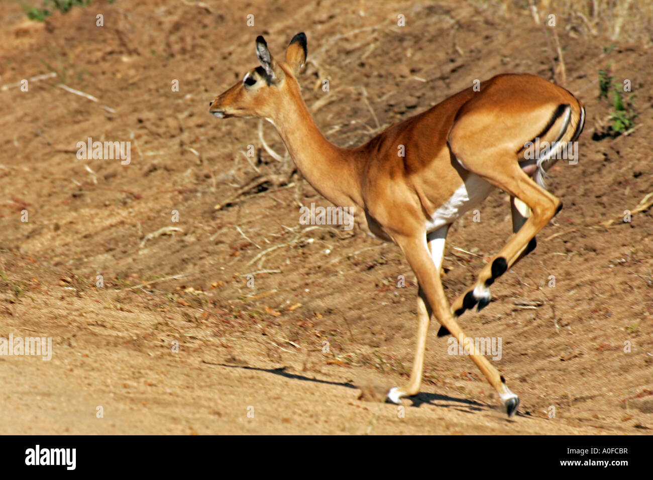 How to dash vault hi-res stock photography and images - Alamy