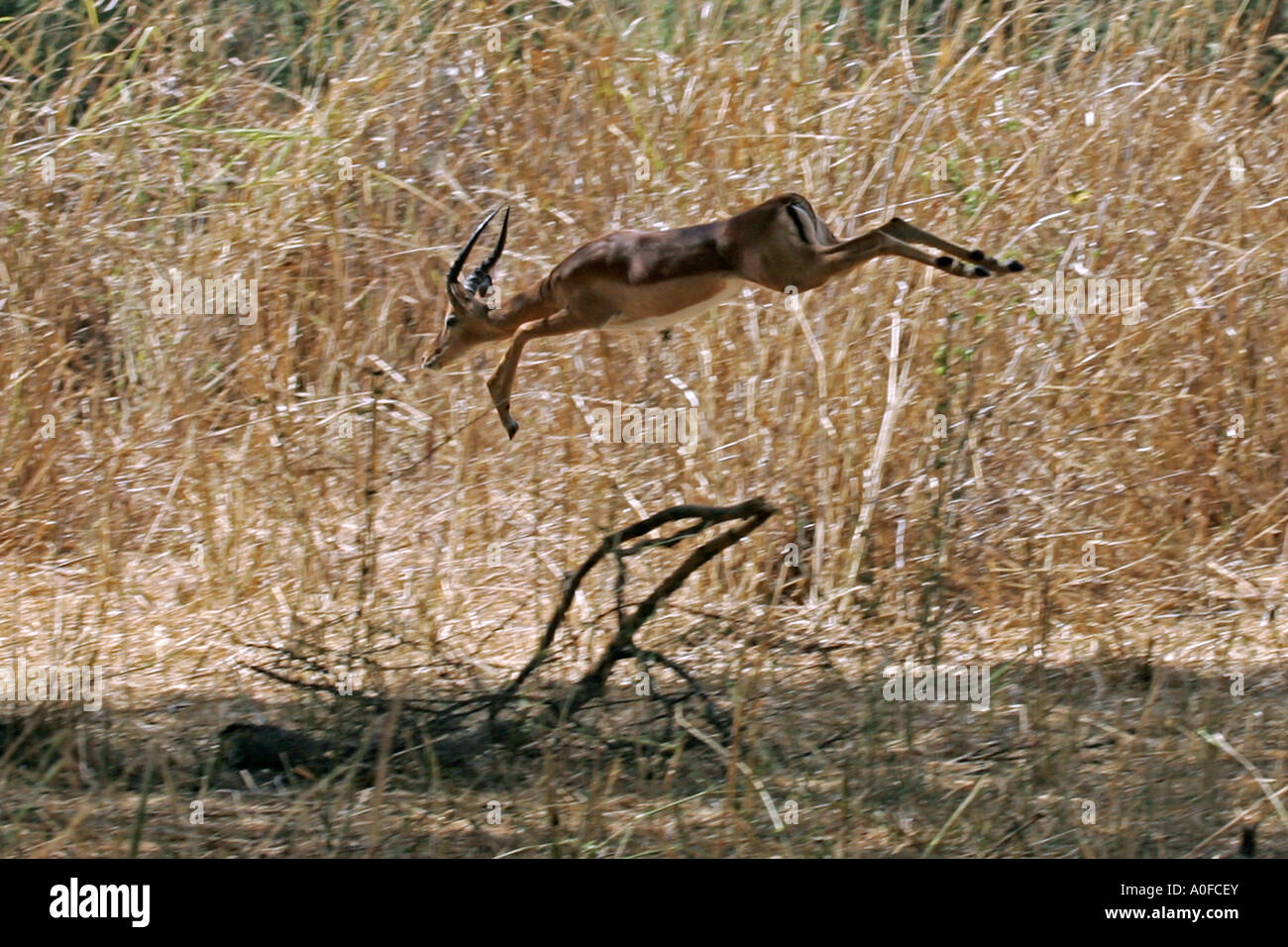 Ruaha National Park Tanzania miombo woodland leaping impala male 2 two ...