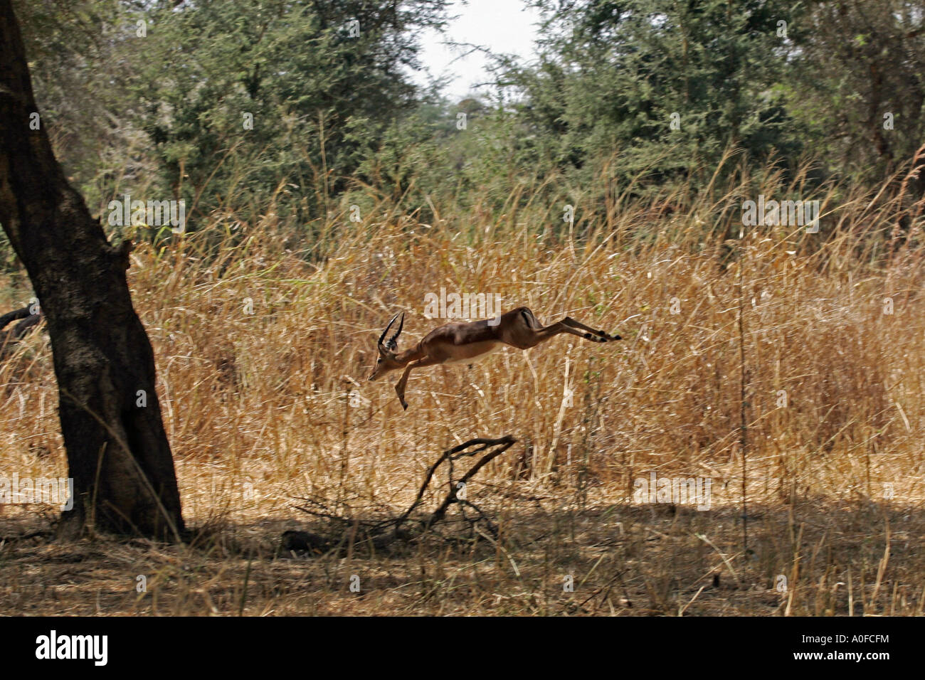 Ruaha National Park Tanzania miombo woodland leaping impala male 2 two ...