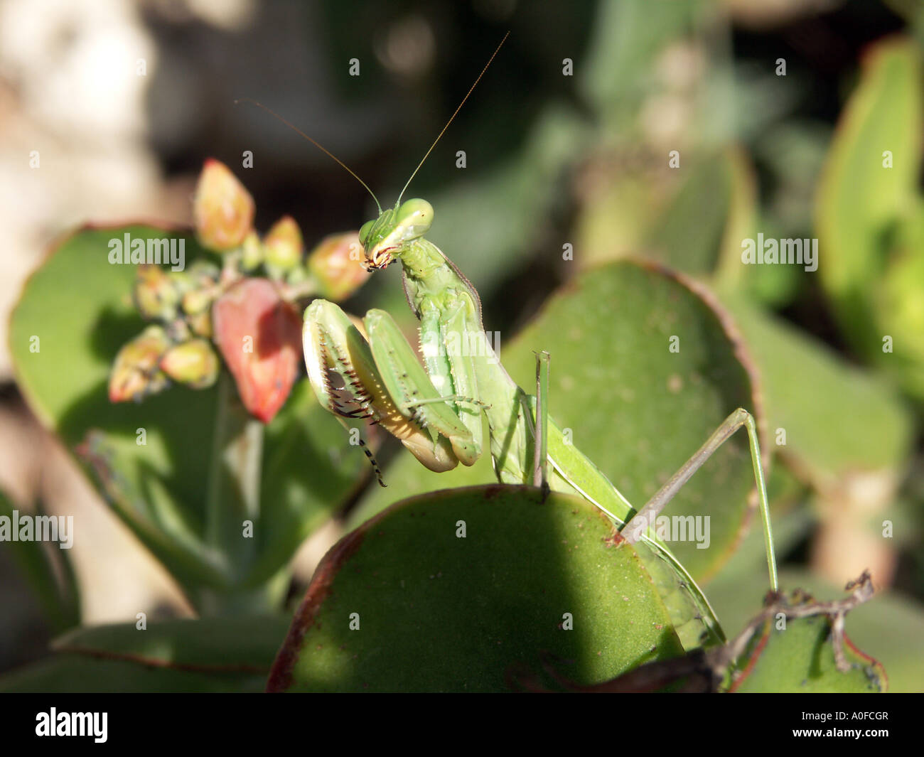 Praying Mantis (Sphodromantis viridis) Spain Sphodromantis viridis ...
