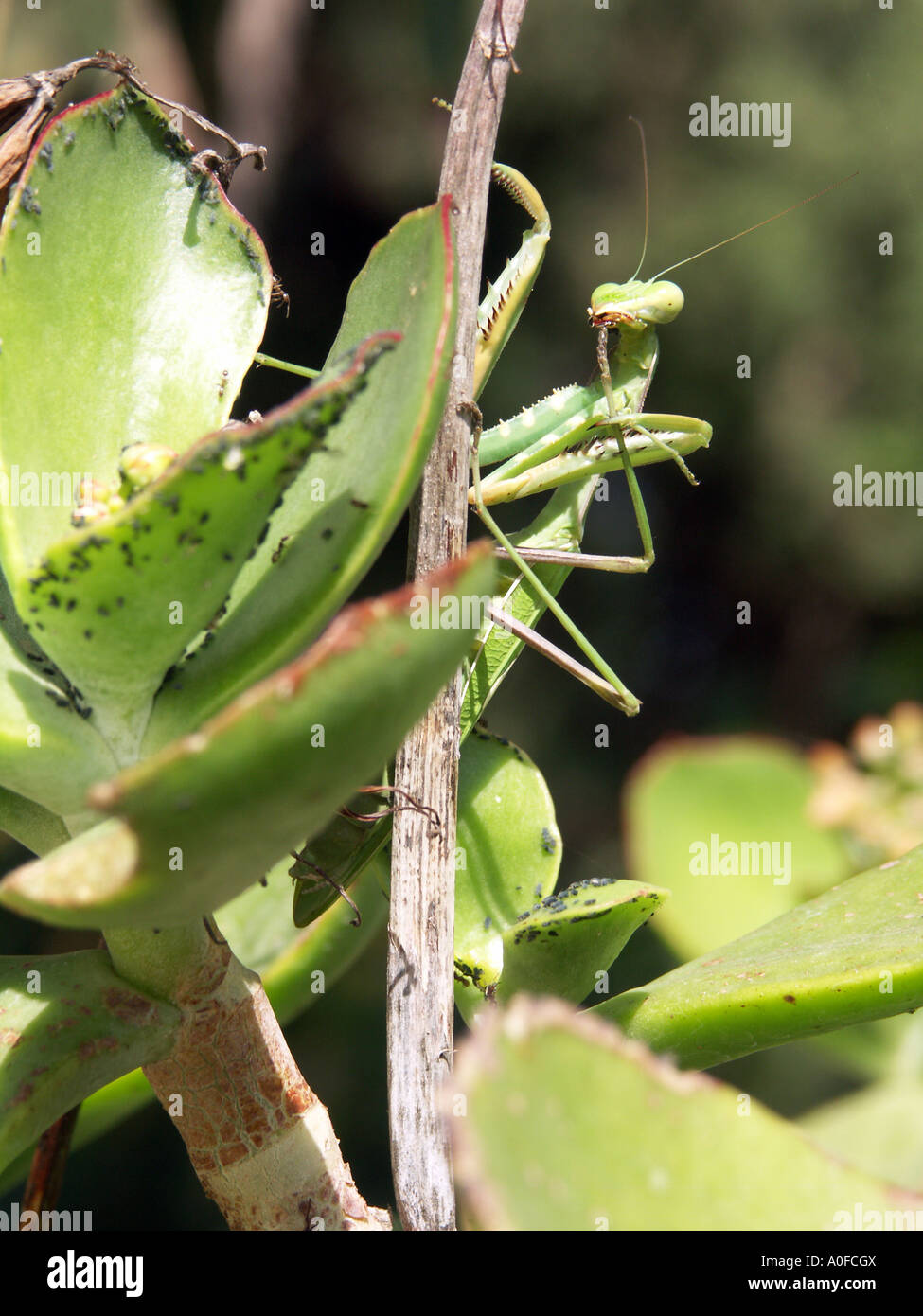 Praying Mantis (Sphodromantis viridis) Spain Sphodromantis viridis ...