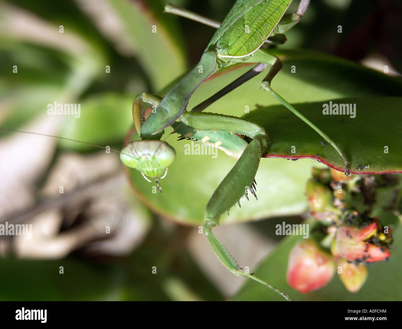 Praying Mantis (Sphodromantis viridis) Spain Sphodromantis viridis ...
