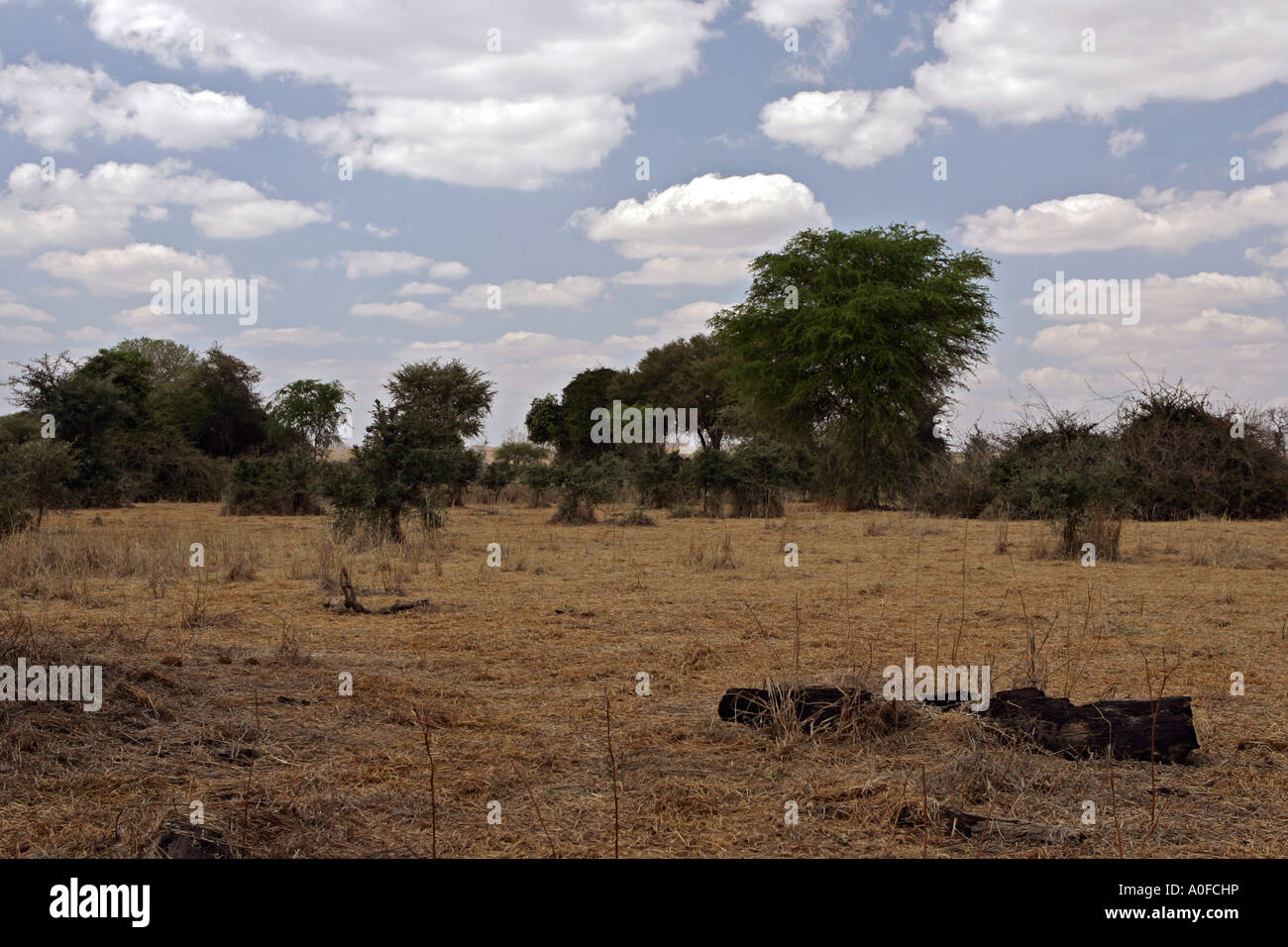 Ruaha National Park Tanzania landscape Stock Photo - Alamy