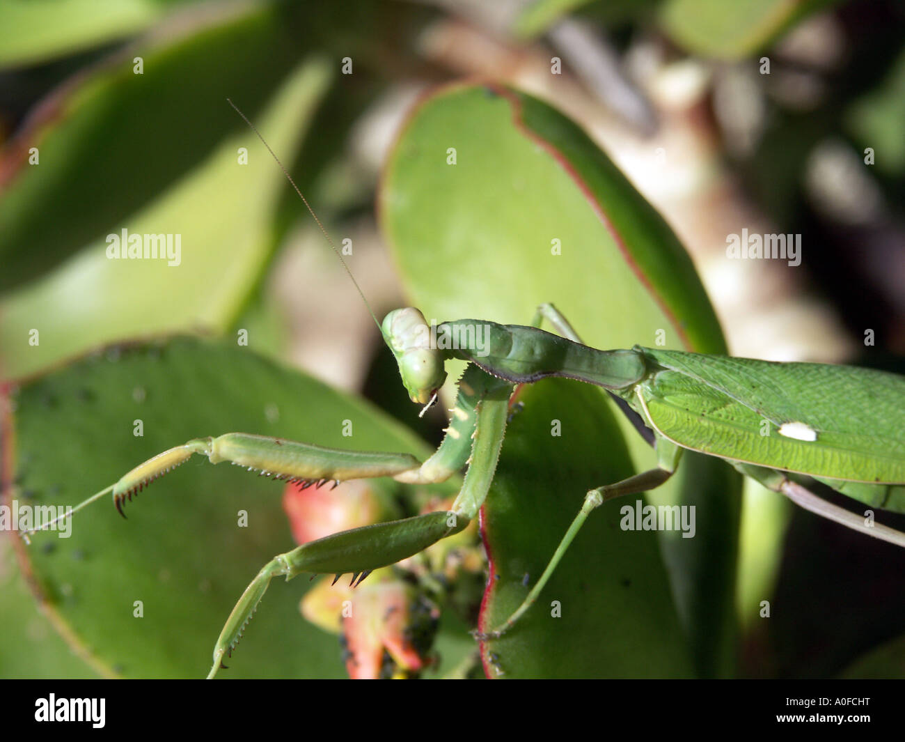 Praying Mantis Sphodromantis Viridis Spain Sphodromantis Viridis