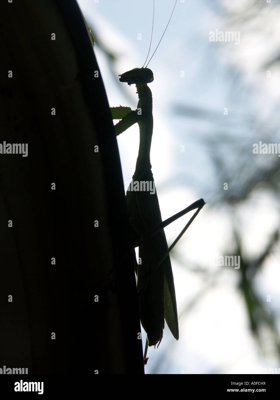 Praying Mantis Sphodromantis Viridis Spain Silhouette Praying Mantis
