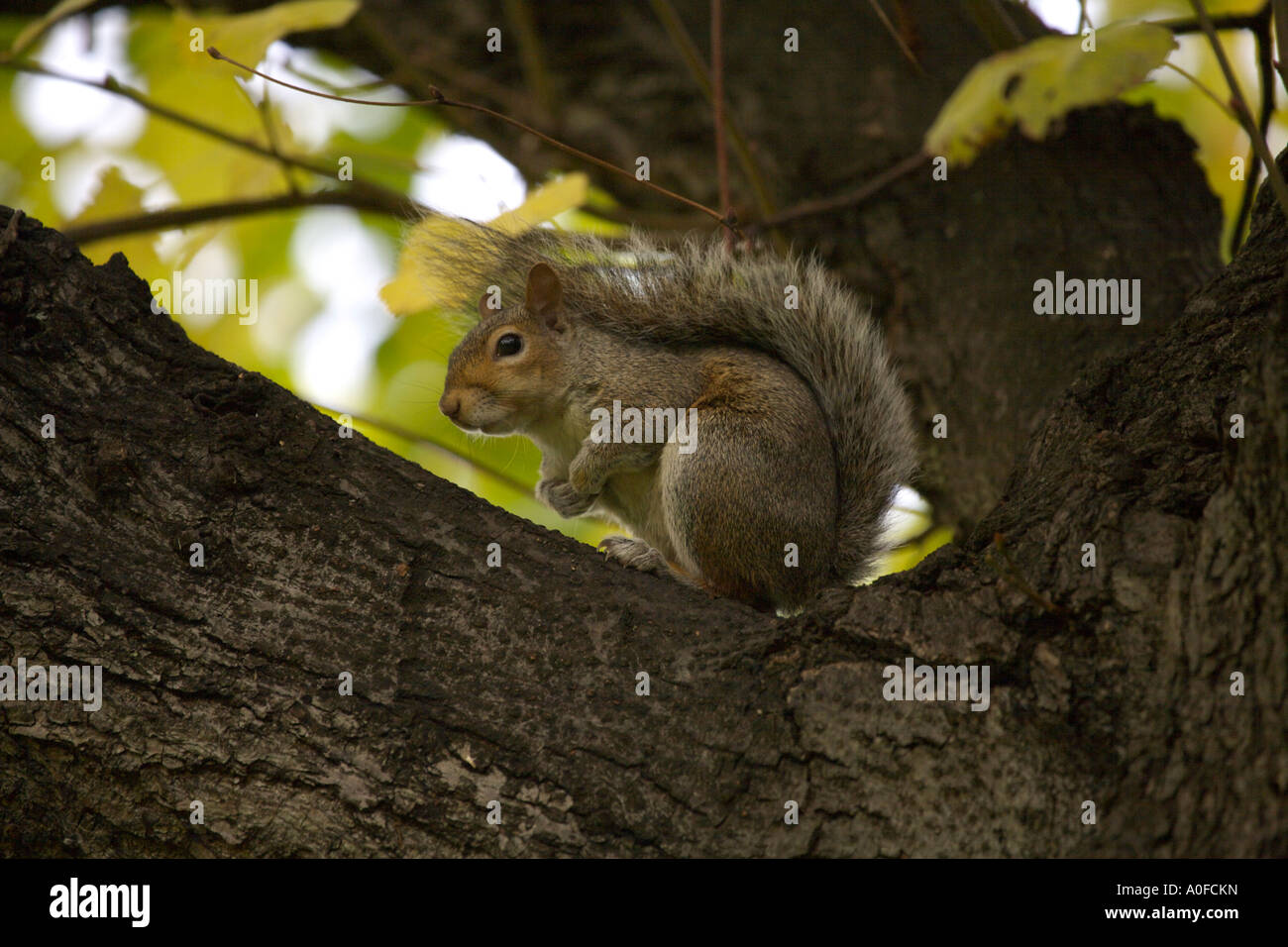 Grey Squirrel (Sciurus carolinensis) in November sitting in a tree wild ...