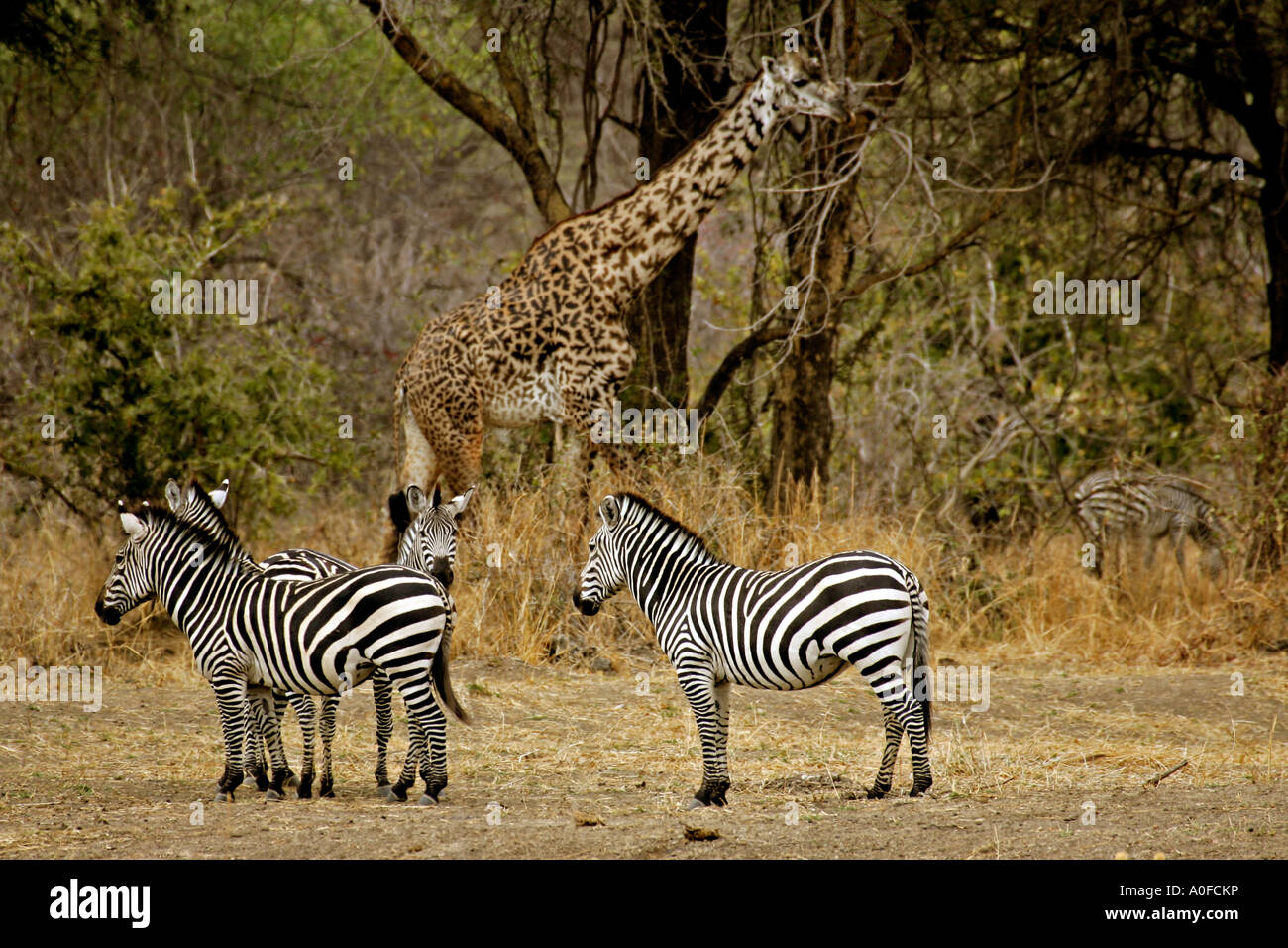 Ruaha National Park Tanzania miombo woodland Masai Giraffe + plains ...