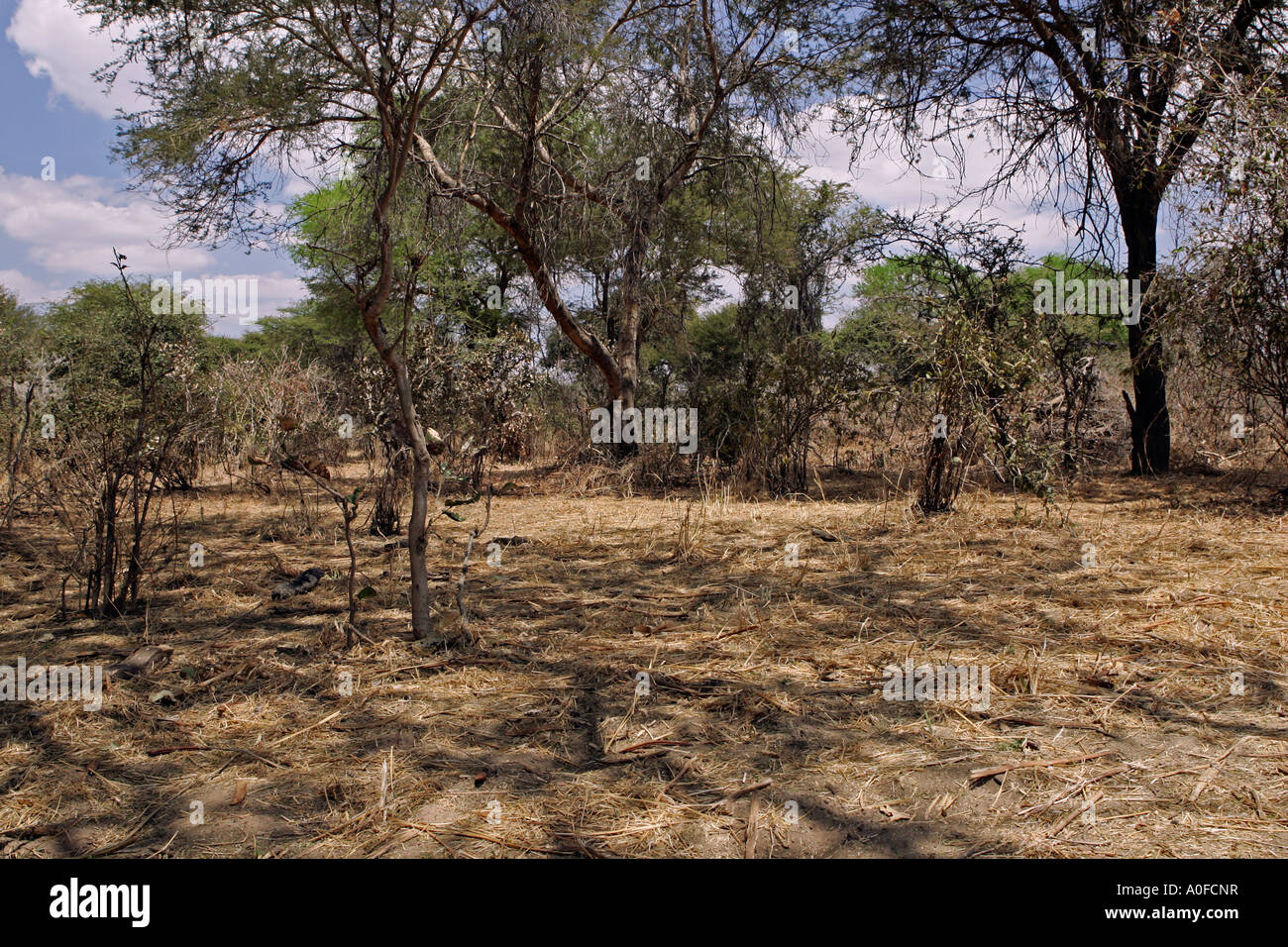 Ruaha National Park Tanzania miombo woodland landscape Stock Photo - Alamy