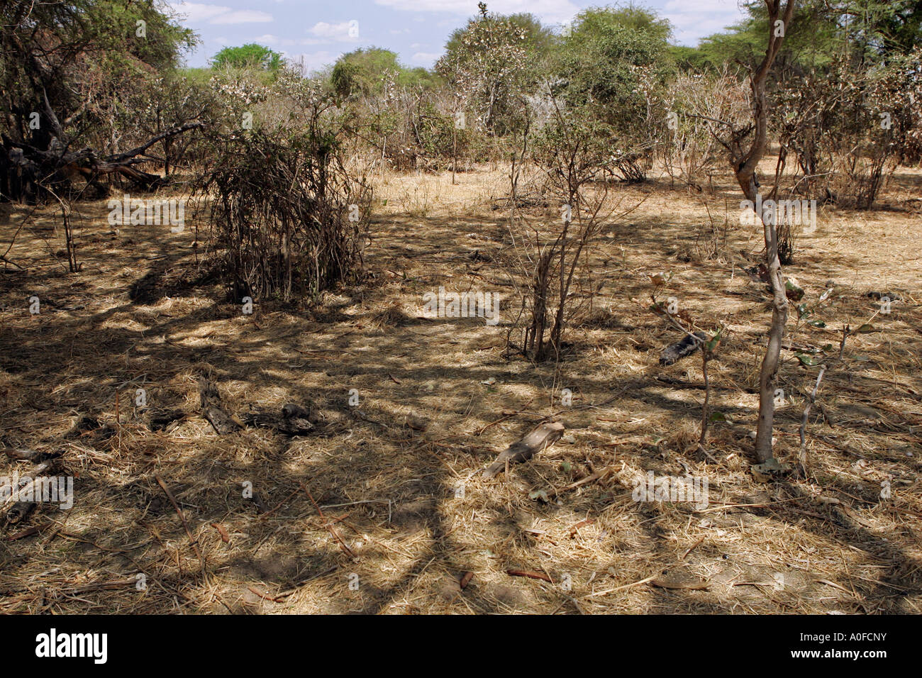 Ruaha National Park Tanzania miombo woodland landscape Stock Photo - Alamy