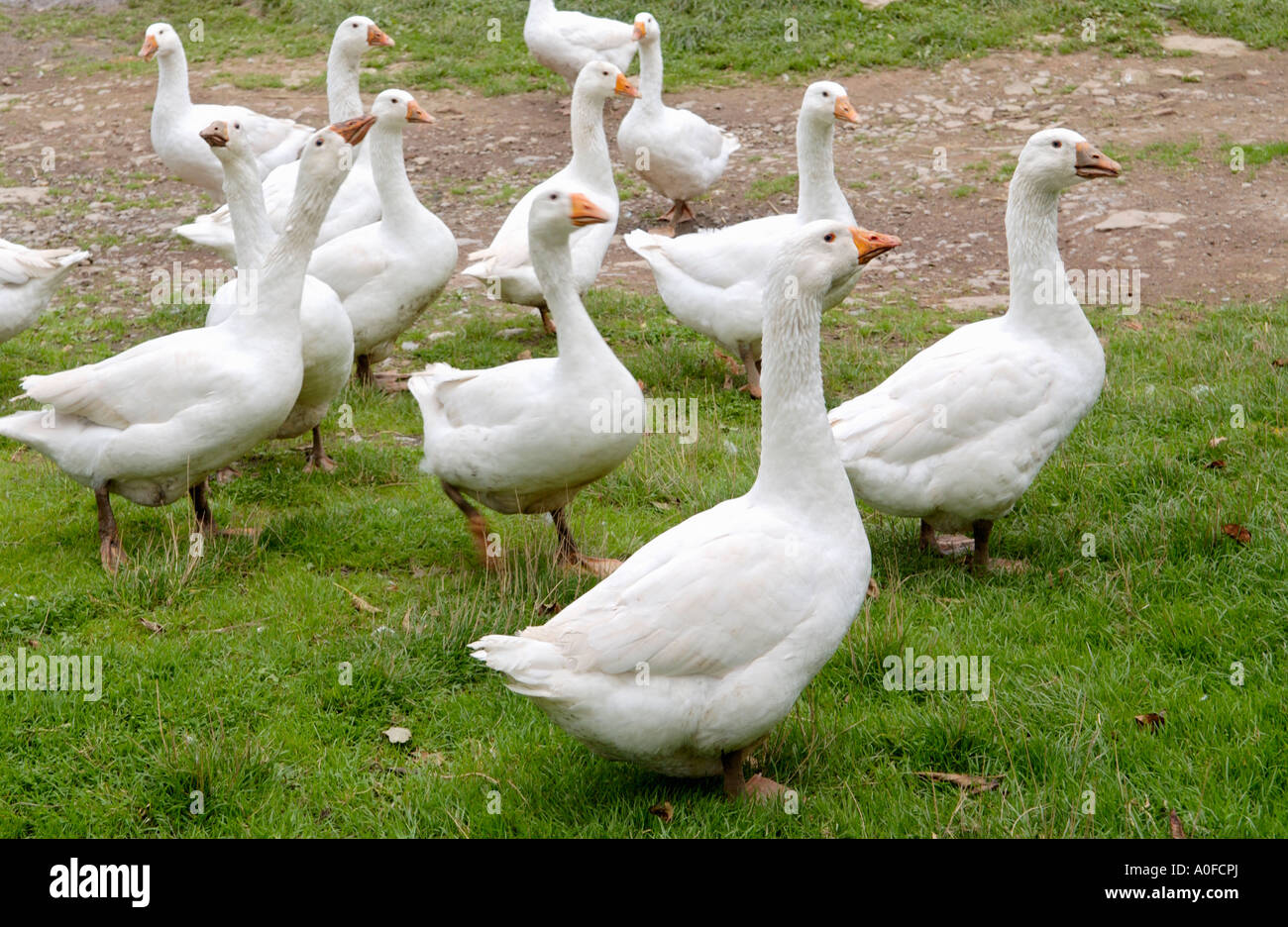 Free range geese outdoors on a farm at Richards Castle near Ludlow ...