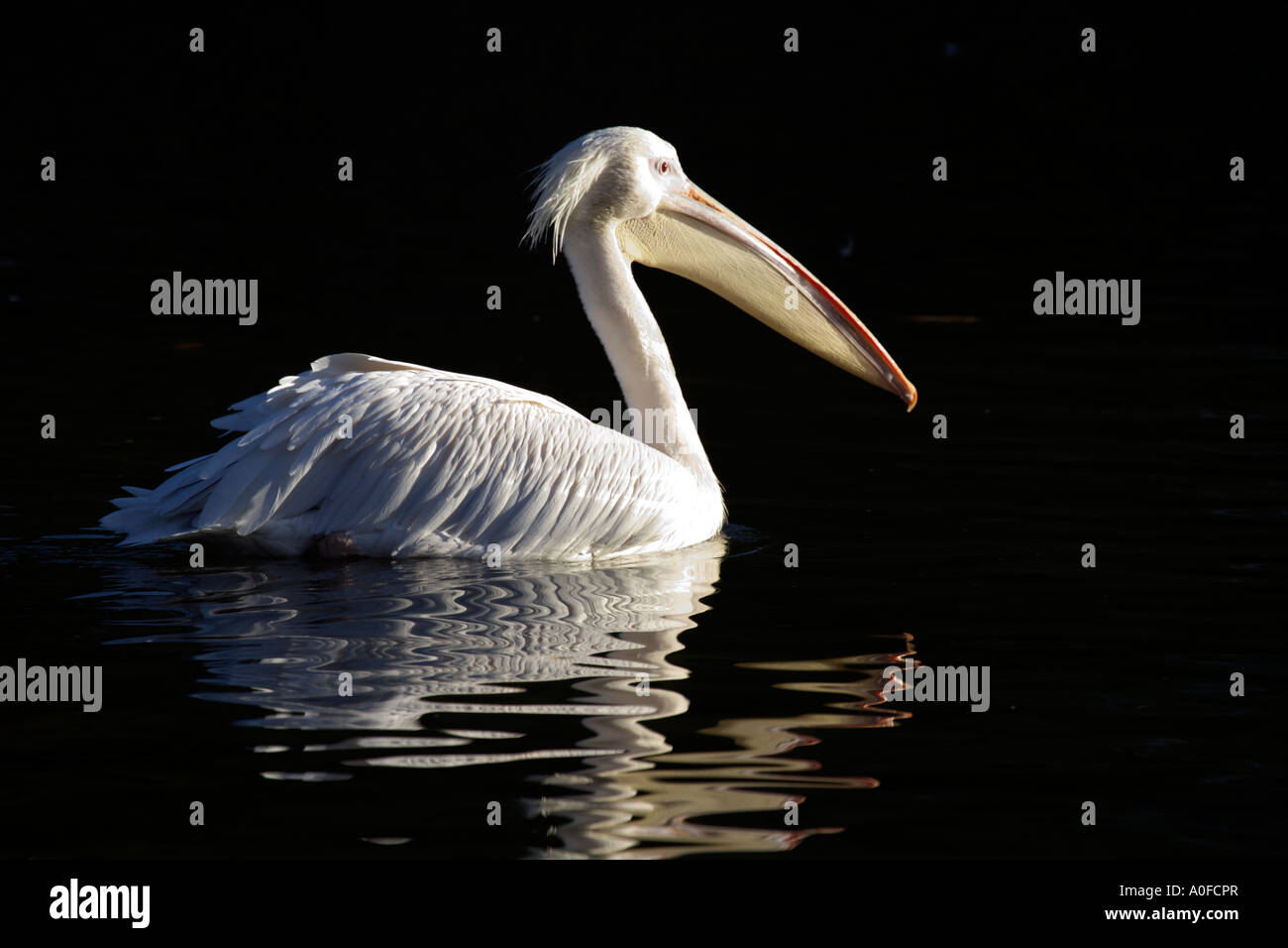 Eastern White Pelican (Pelecanus onocrotalus) also known as Great White ...